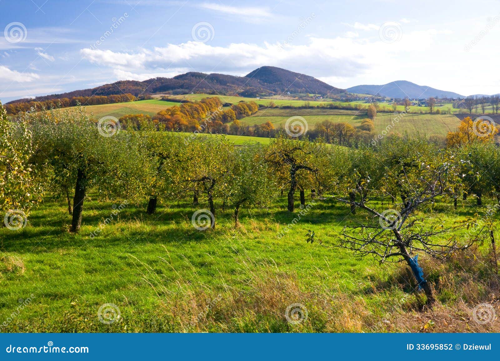 Polish Countryside Landscape Stock Photo - Image of flower, healthy ...