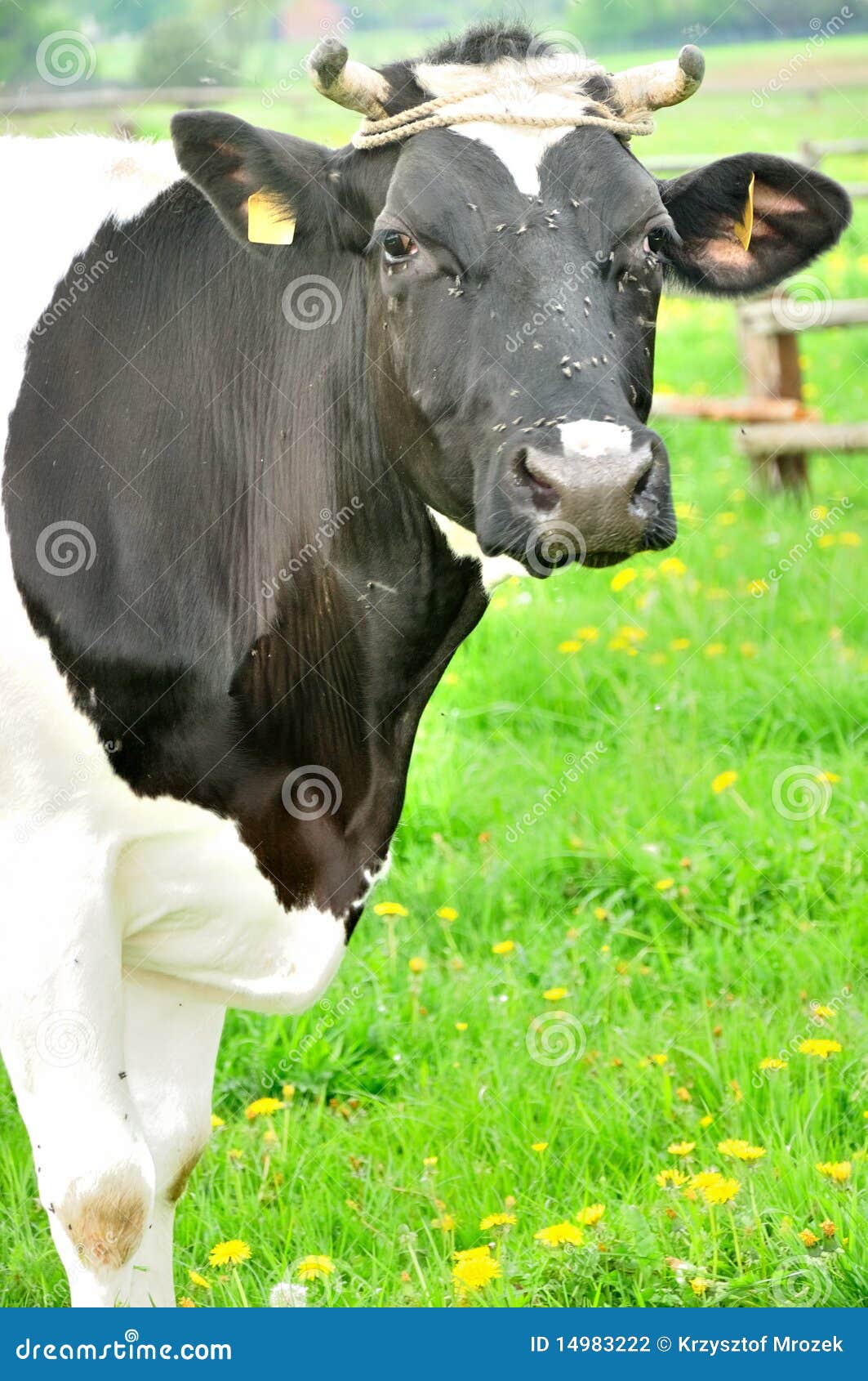 Polish cow stock photo. Image of flies, flowers, mammal - 14983222