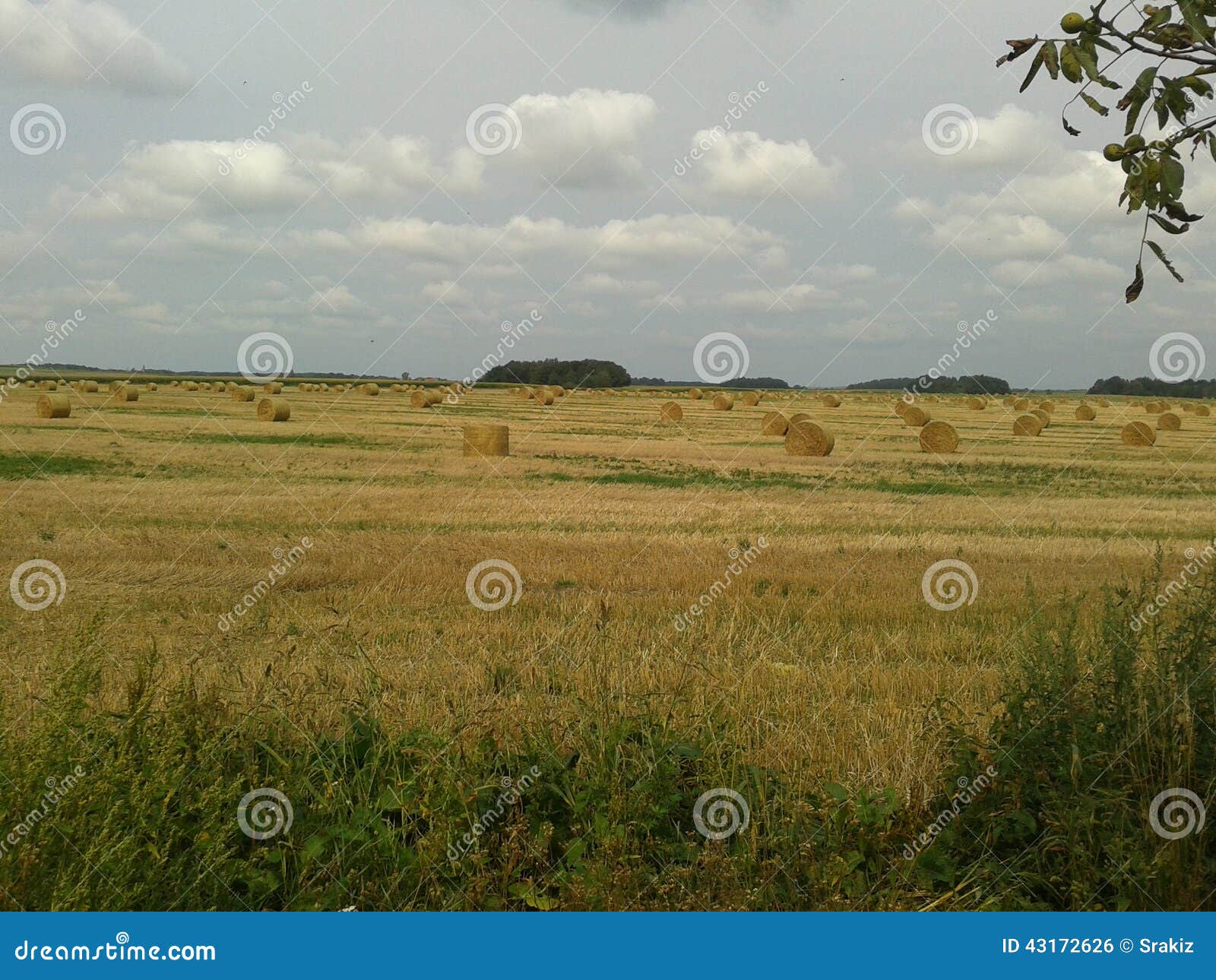 Polish field stock photo. Image of ground, harvest, area - 43172626