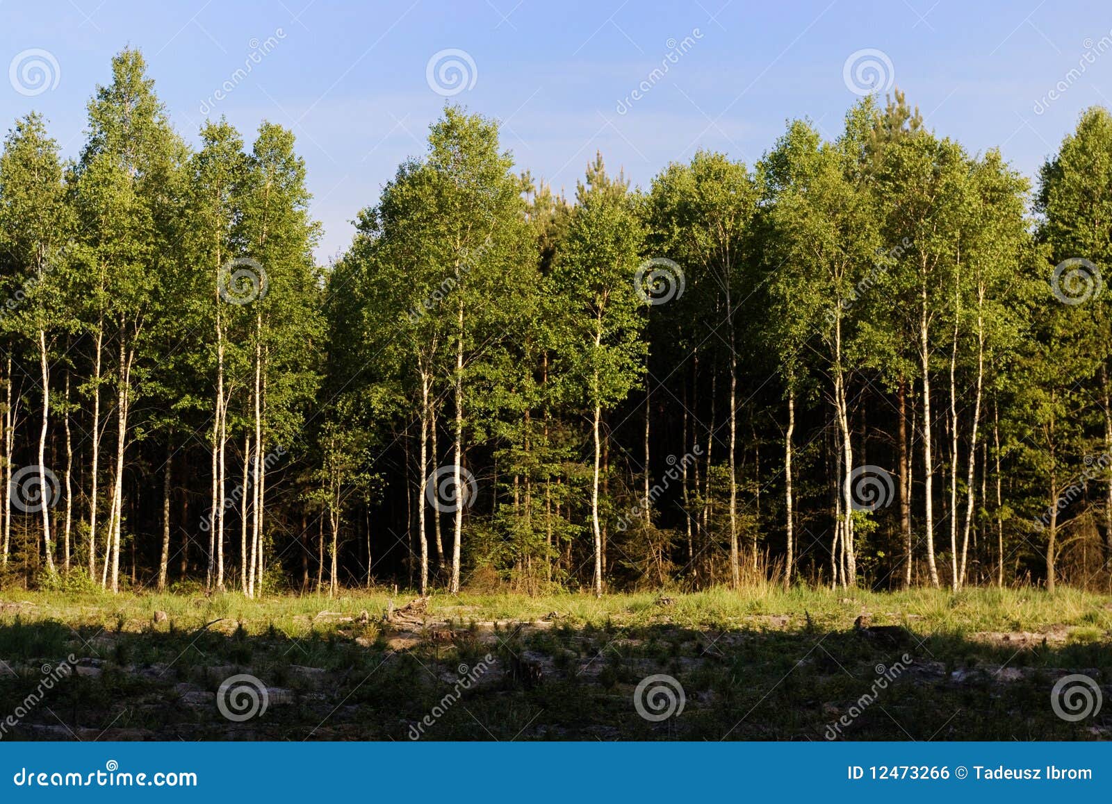 Polish forest stock photo. Image of district, diversity - 12473266