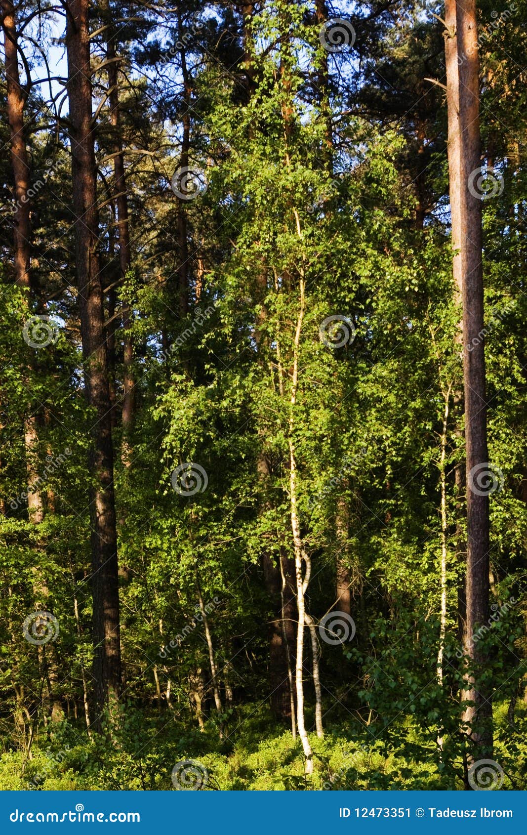 Polish forest stock image. Image of green, branches, park - 12473351