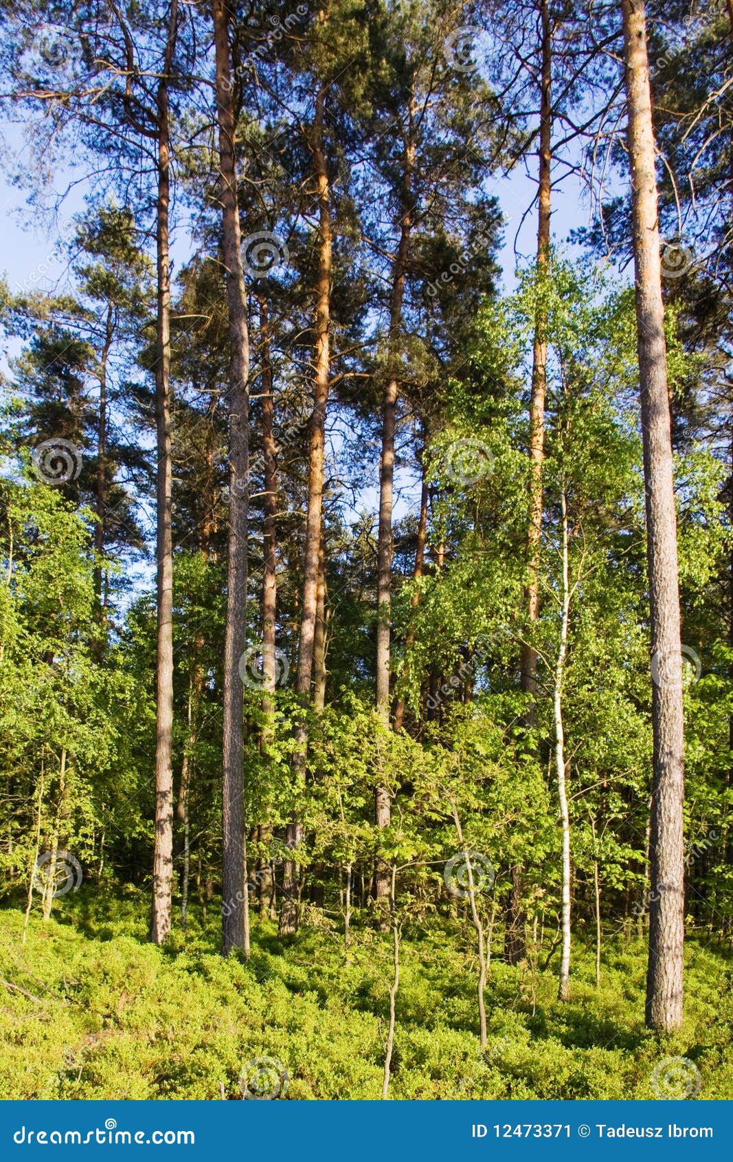 Polish forest stock image. Image of flora, ecosystem - 12473371