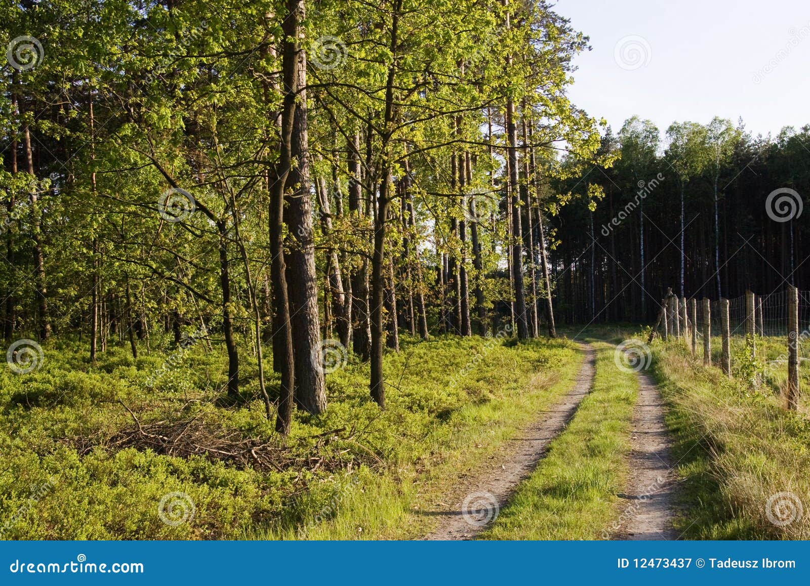 Polish forest stock image. Image of environment, deciduous - 12473437