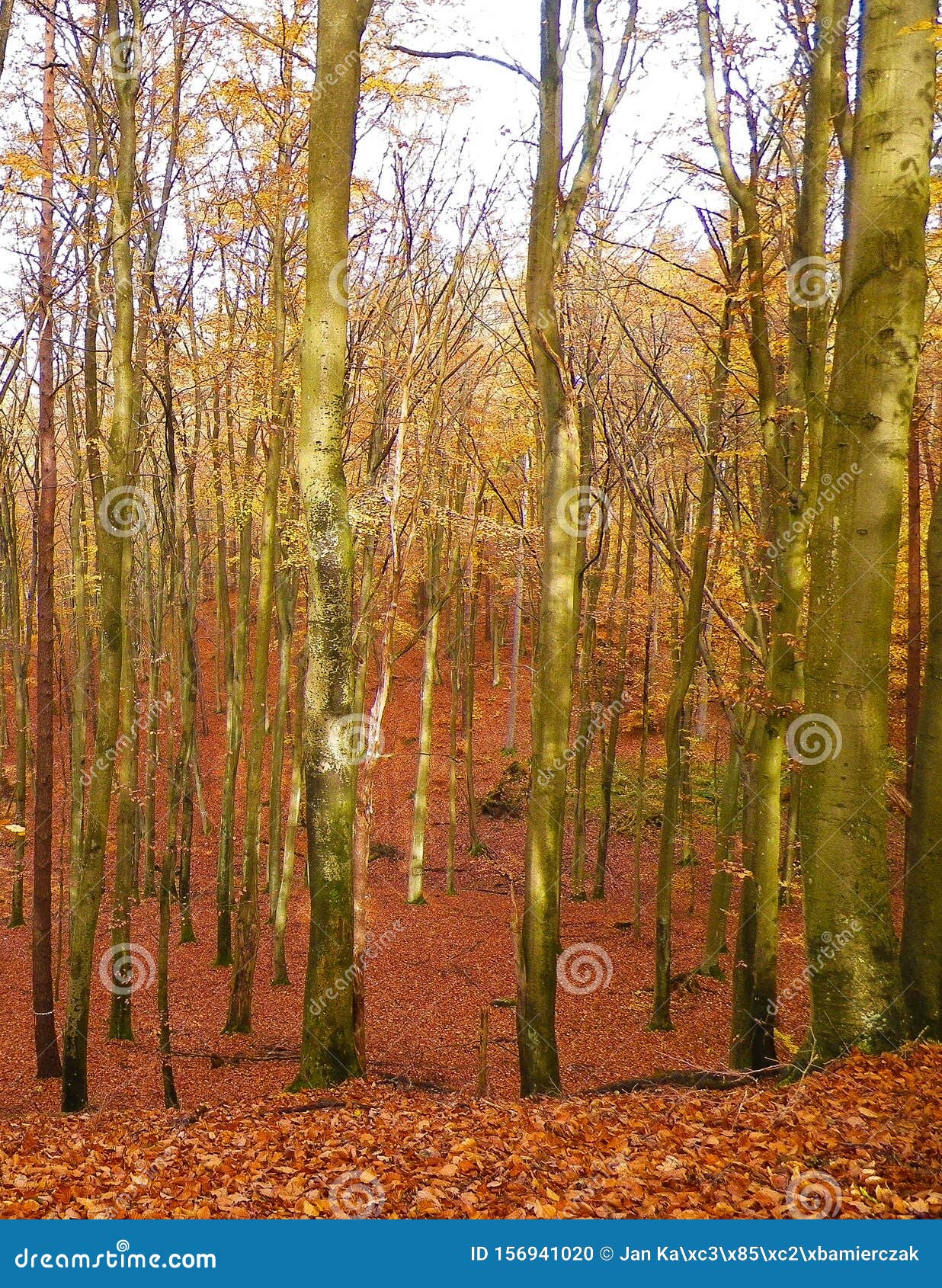 Polish forest in autumn stock photo. Image of europe - 156941020
