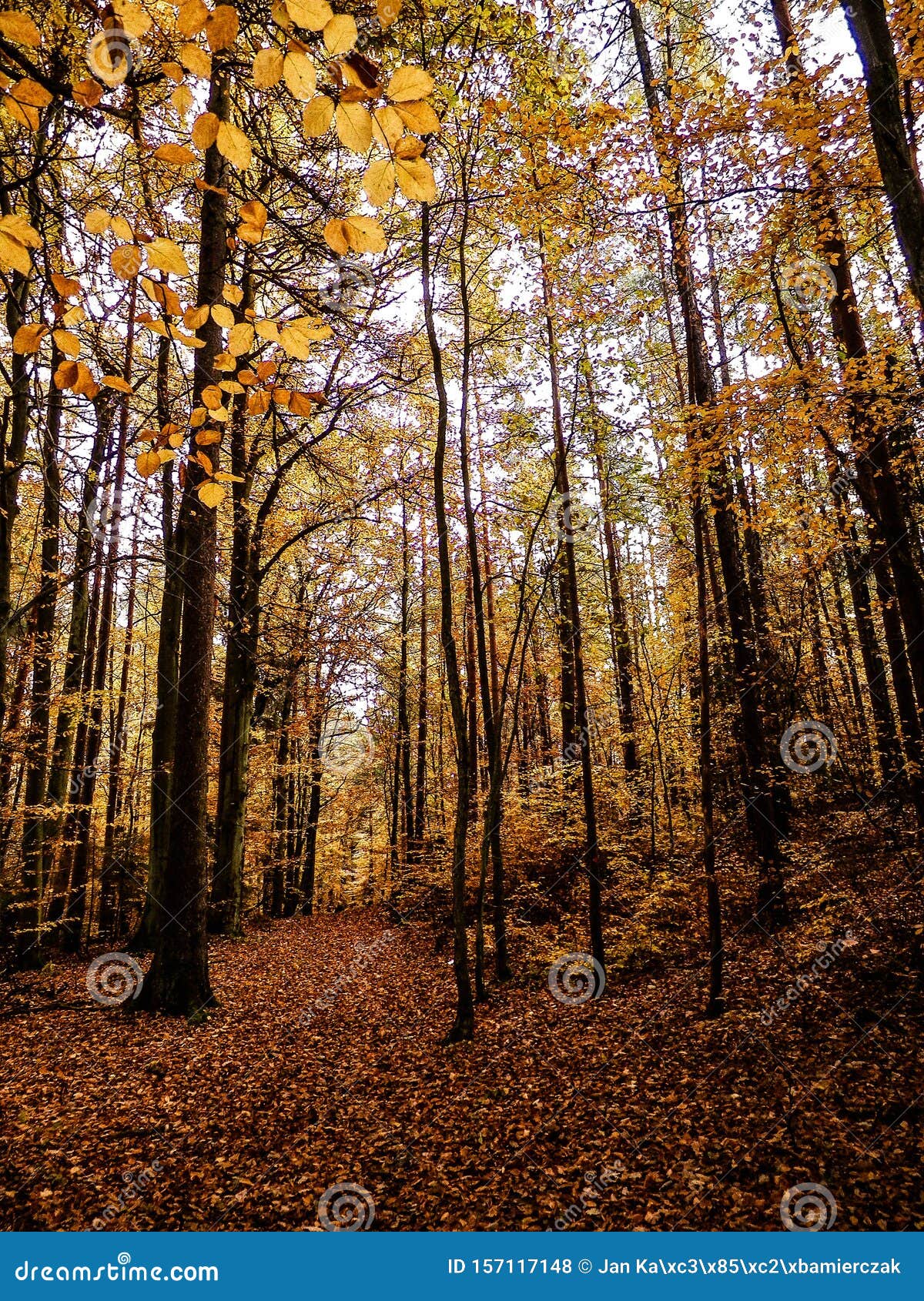 Polish forest in autumn stock photo. Image of environment - 157117148
