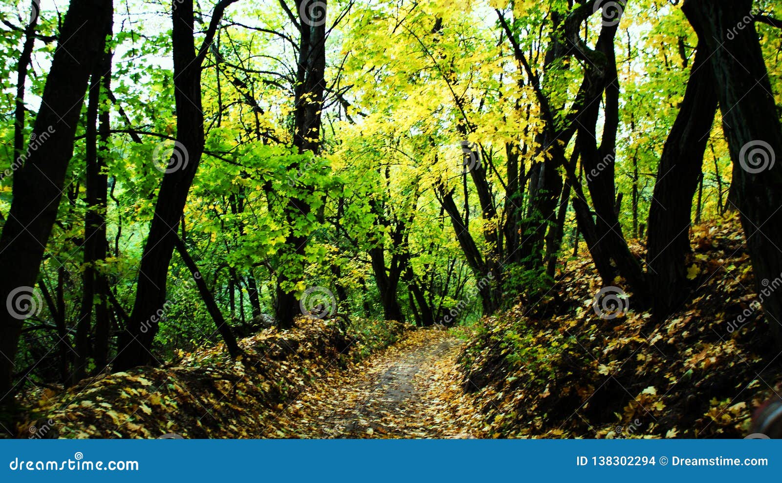 Polish Forest in the Autumn, Stock Photo - Image of landscape, forest ...