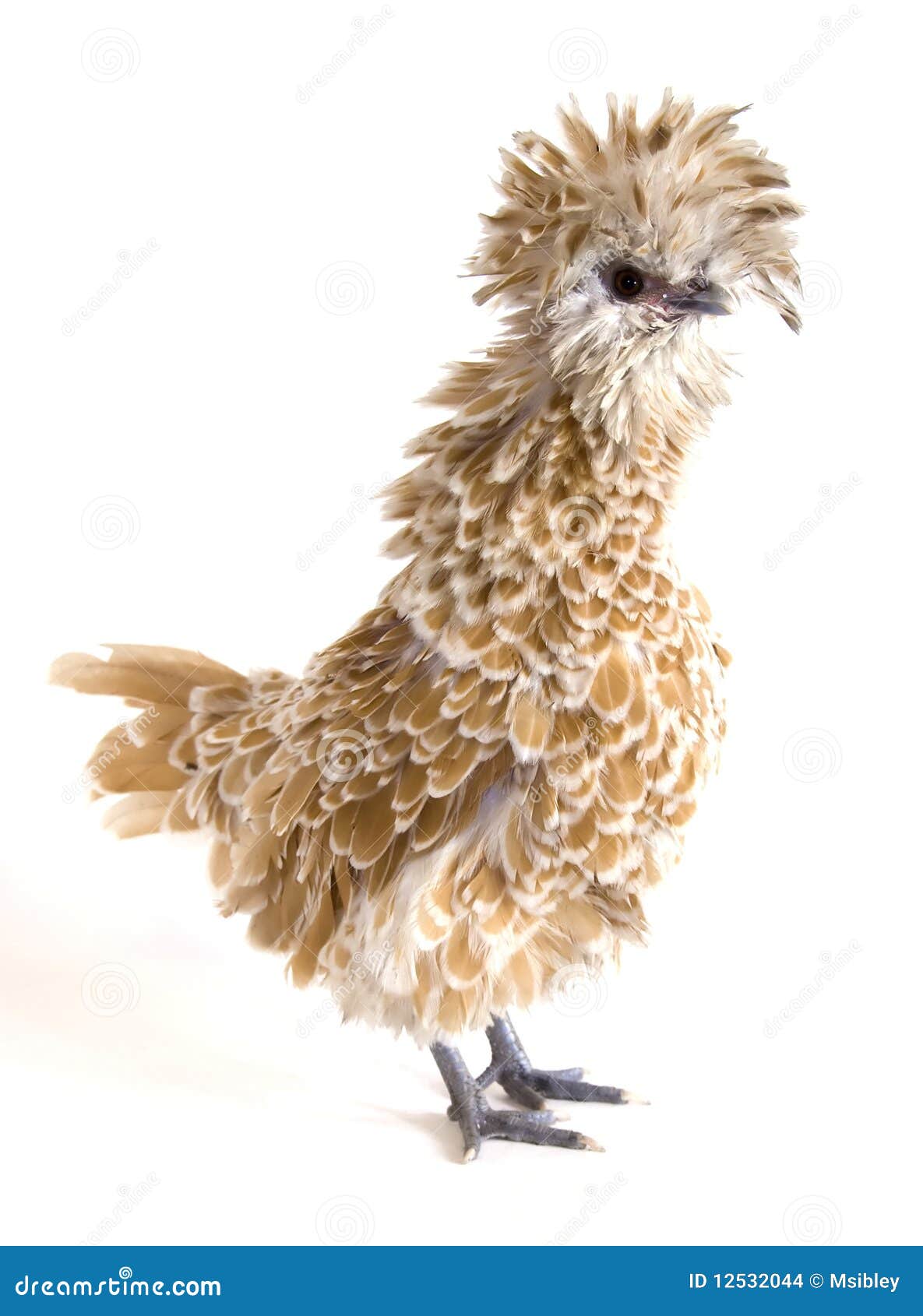 Polish Frizzle Chicken