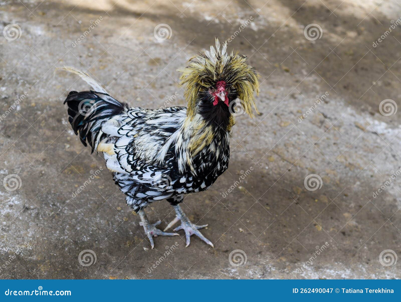 Polish or Houdan Chicken with Funny Comb Stock Image - Image of wing ...