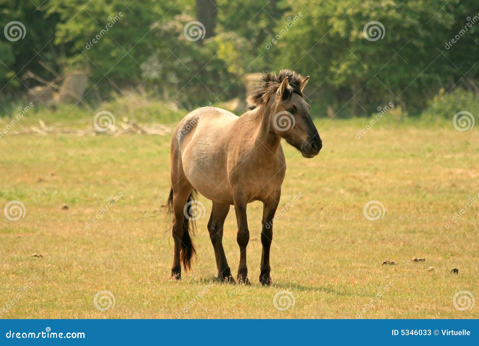 Konik Horse Stock Photo | CartoonDealer.com #59229324