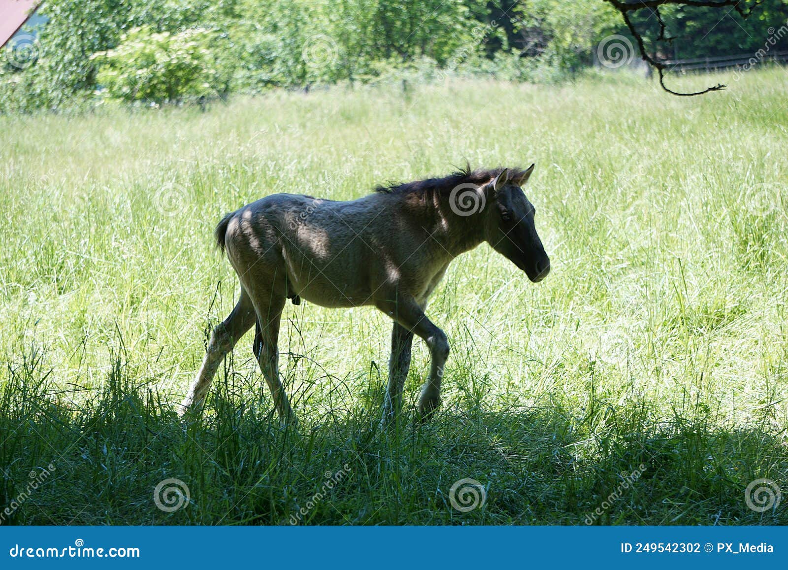 Polish Konik - Young Brown Pony Walking on Pasture Stock Photo - Image ...