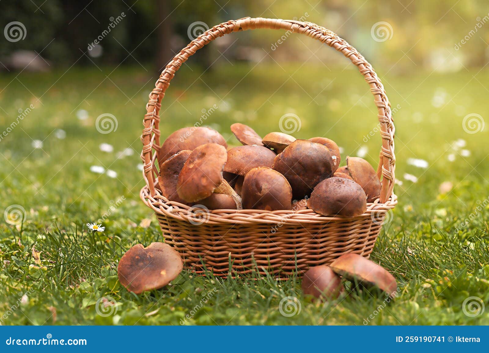 Wicker Basket With Edible Mushrooms Polish Mushrooms Mushroom Season