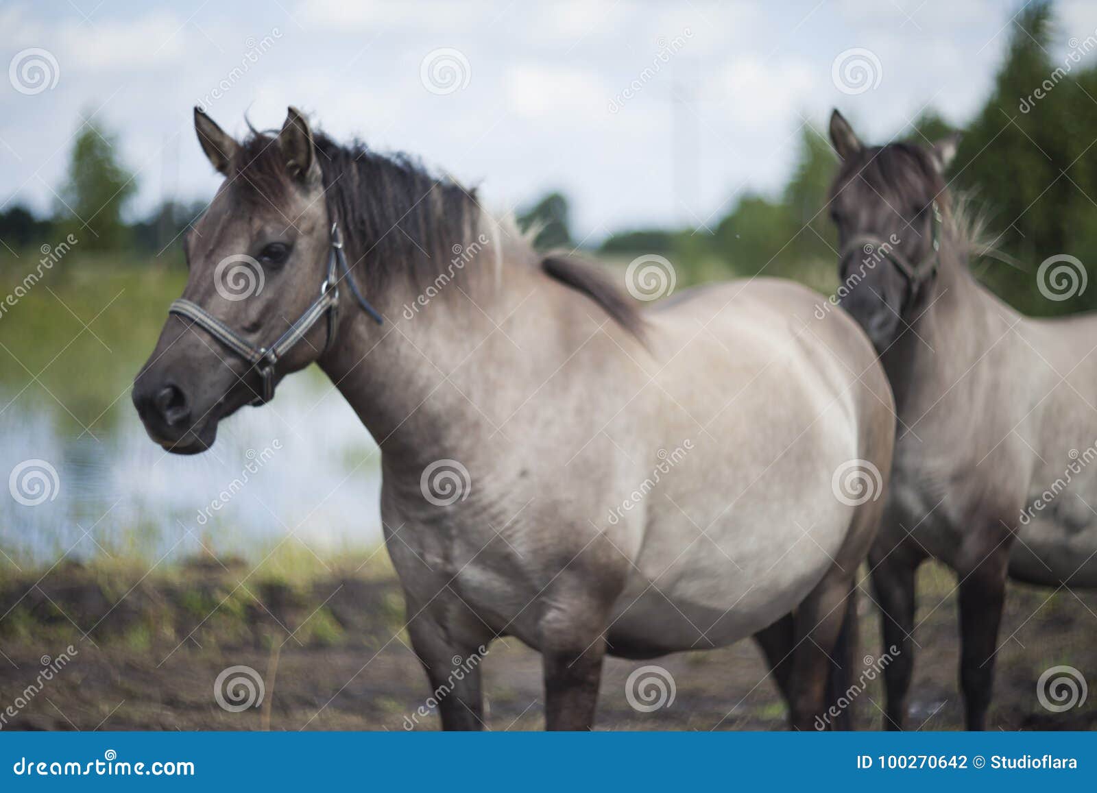 Polish Primitive Horses on the Meadow Stock Photo - Image of grazing ...