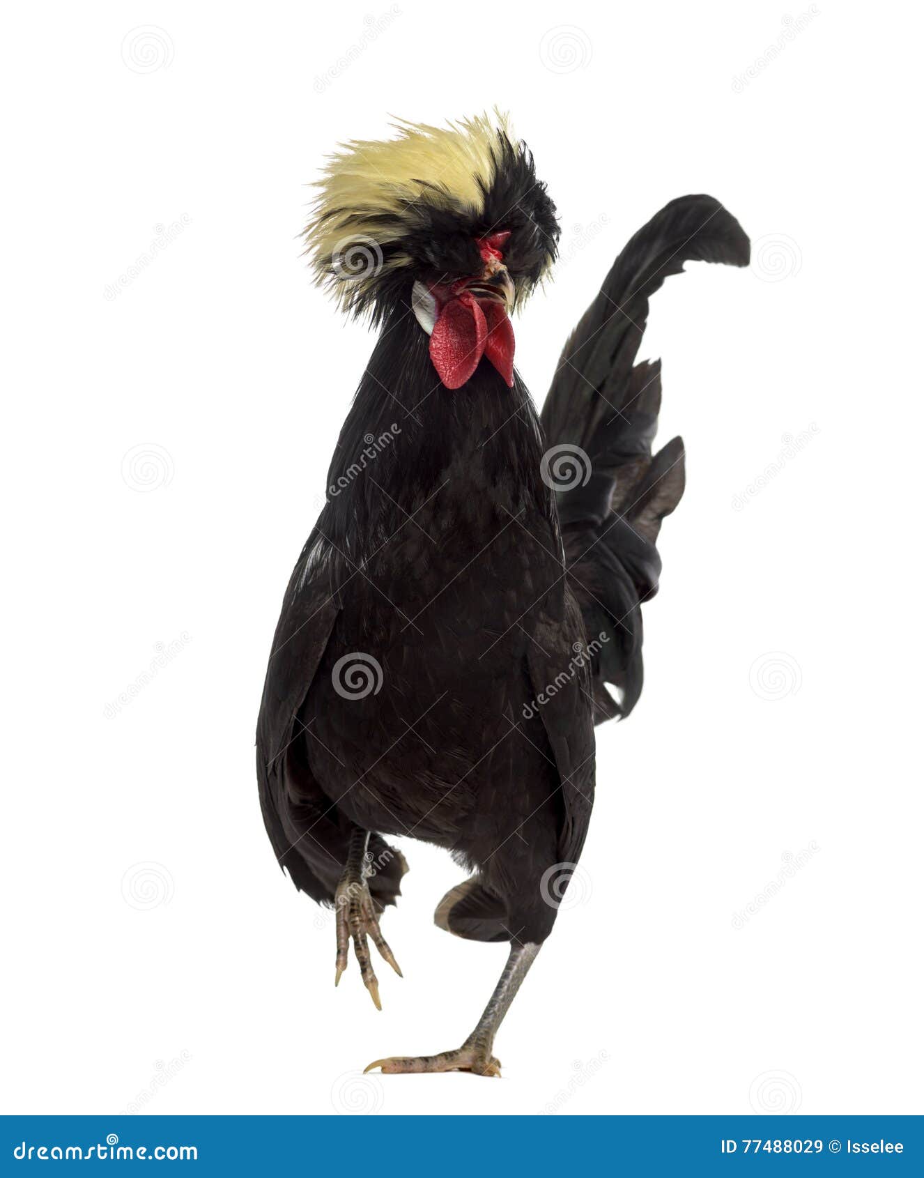Polish Rooster walking stock image. Image of walking - 77488029