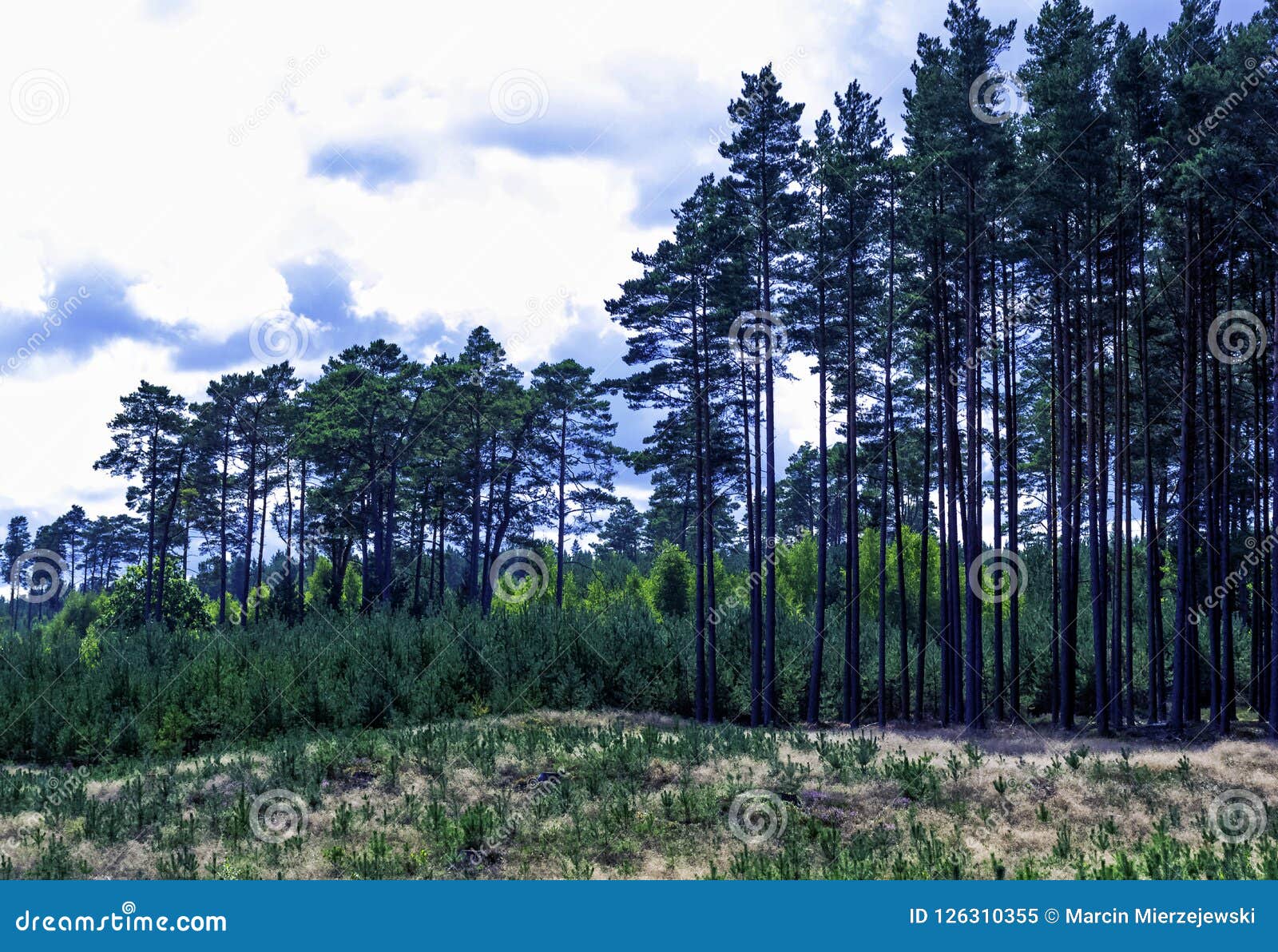 Polish Wild Forest - Slowinski National Park, Poland Stock Image ...