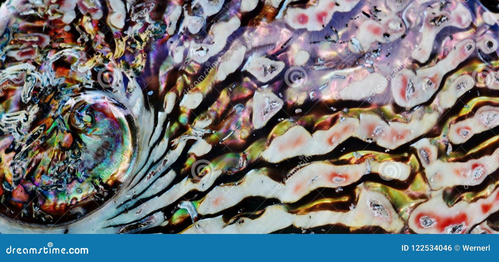 Polished abalone shell stock photo. Image of shelln - 122534046