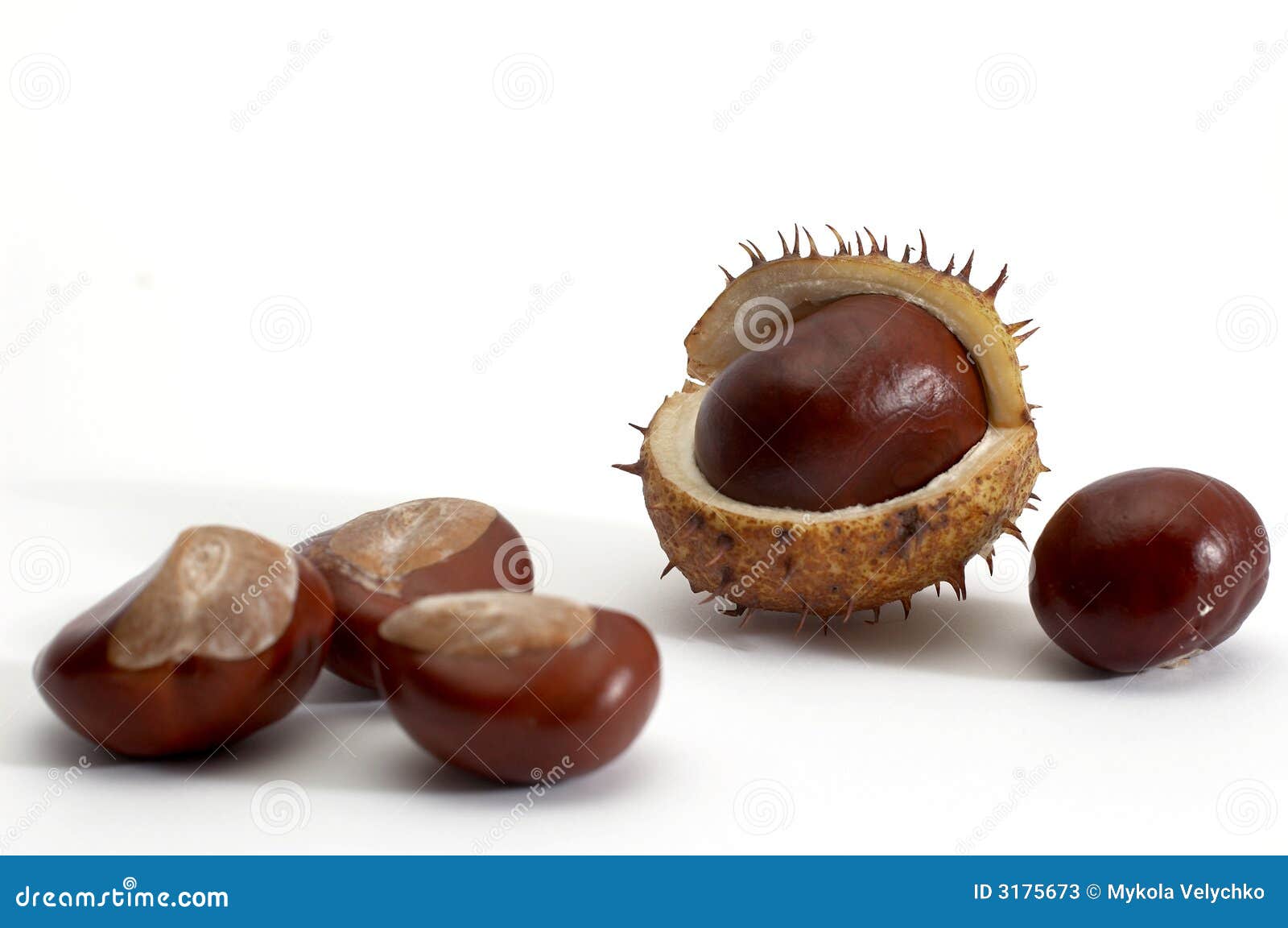 Polished chestnuts stock image. Image of season, yellow - 3175673