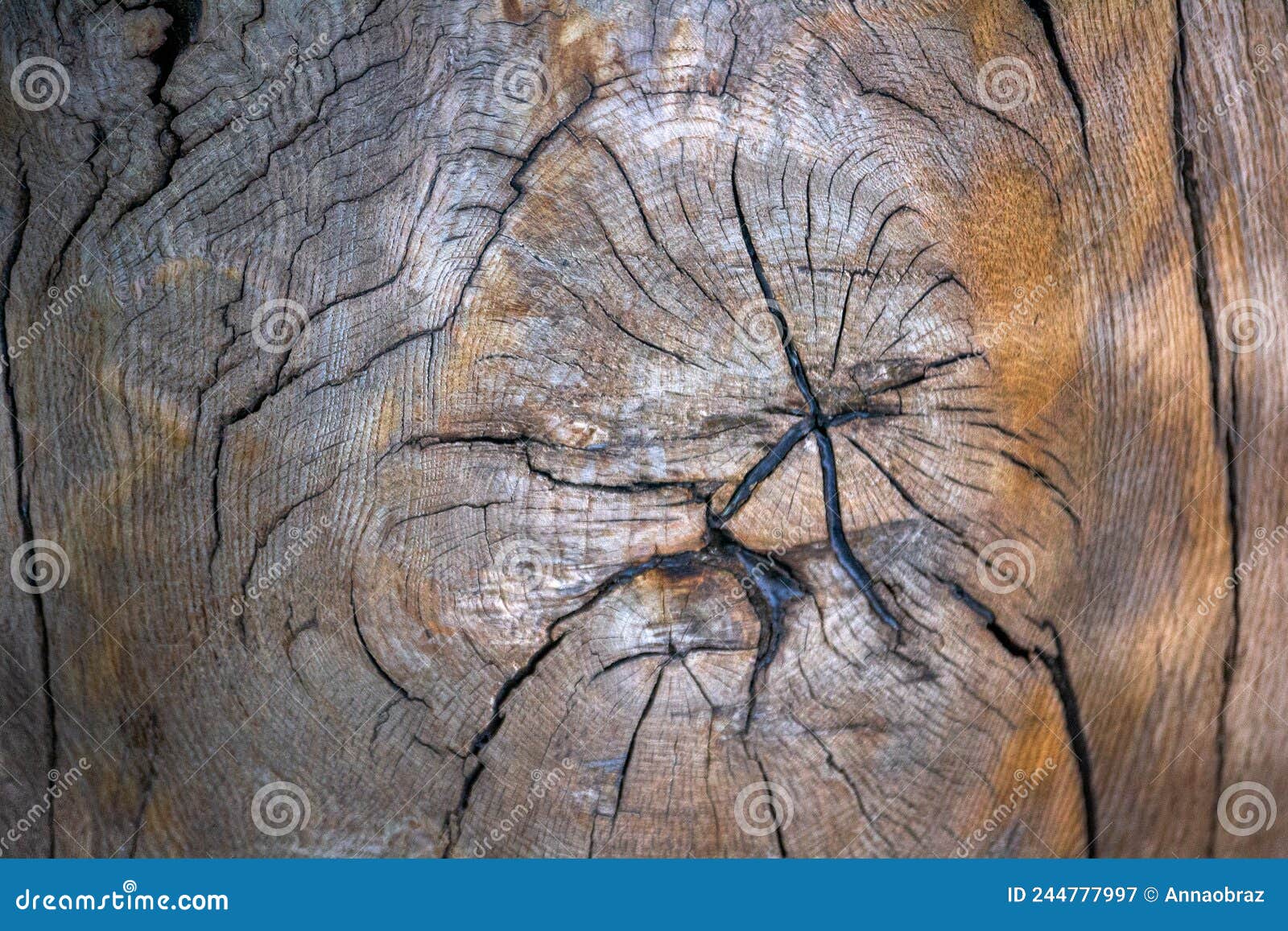 Polished Cut Structure of a Large Tree. Stock Image - Image of tool ...