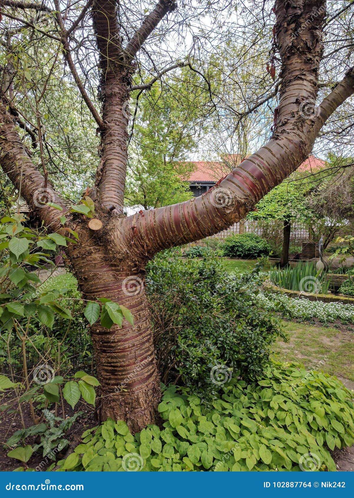 Shiny bark stock photo. Image of birch, growing, england - 102887764