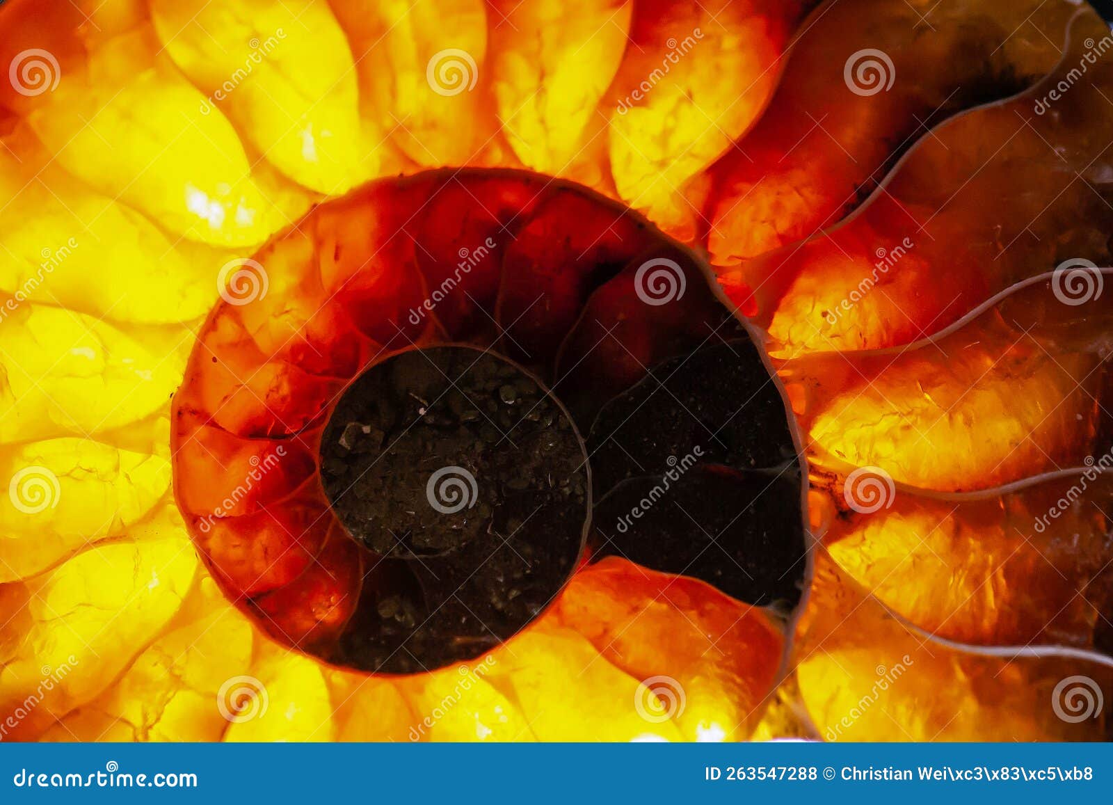 Polished Section of an Ammonite with Background Illumination Stock ...