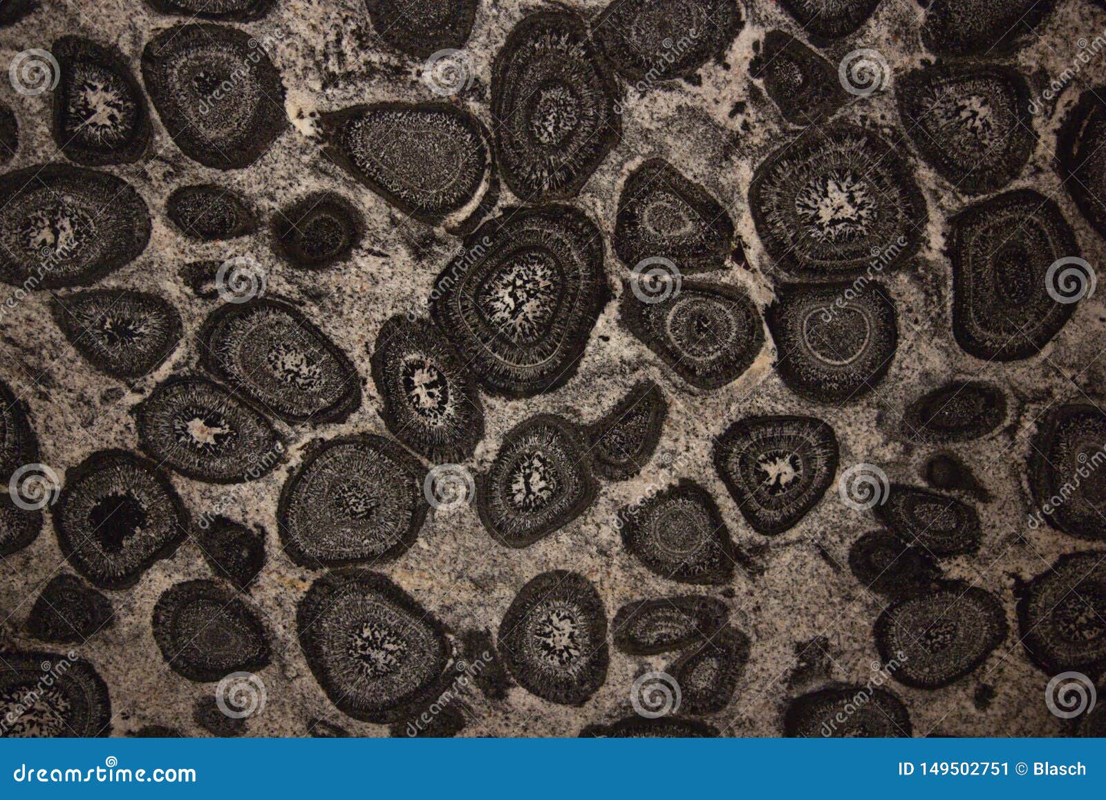 Polished Surface of Orbicular Granite Stock Image - Image of granite ...