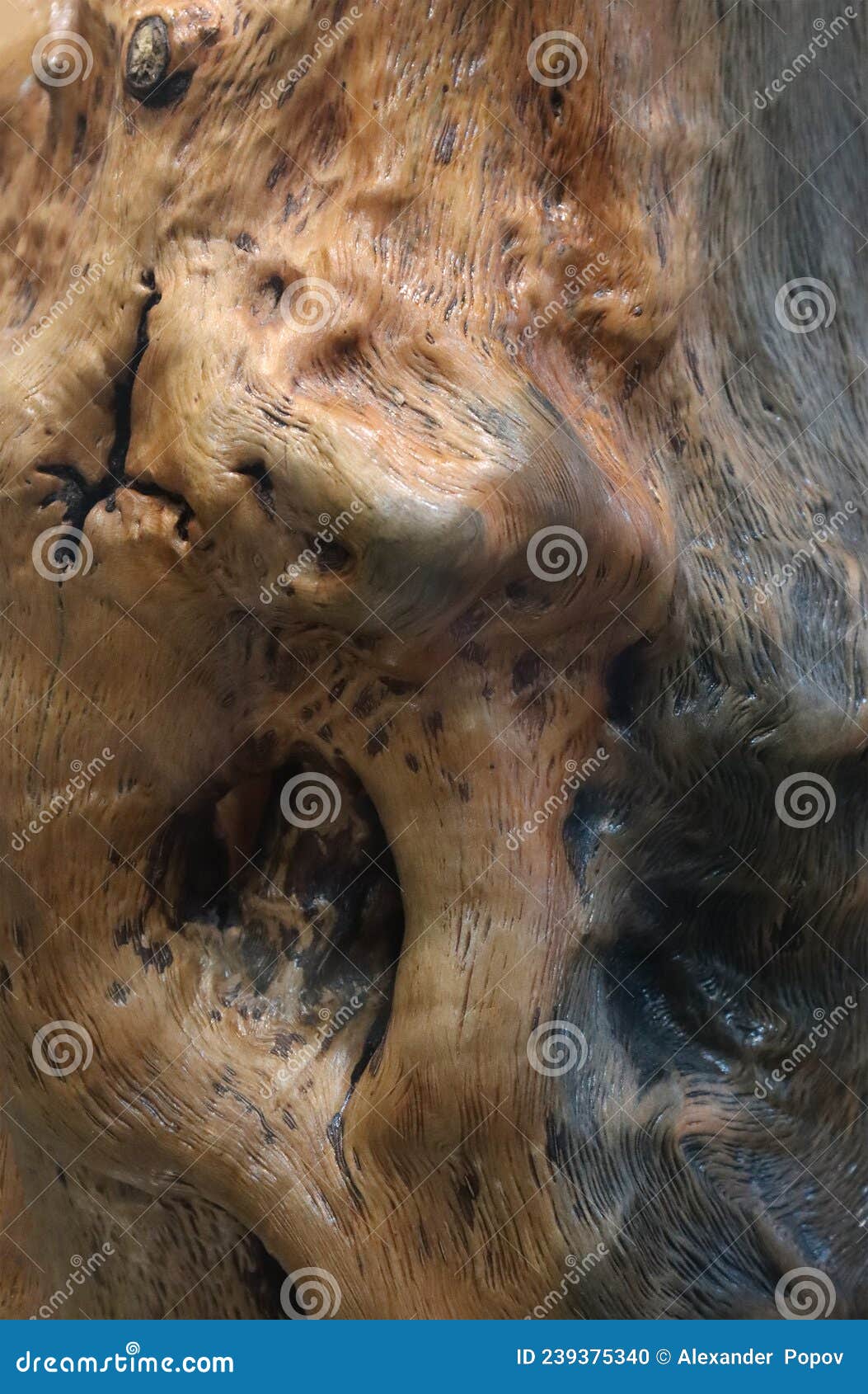 Polished tree trunk stock photo. Image of wood, colored - 239375340