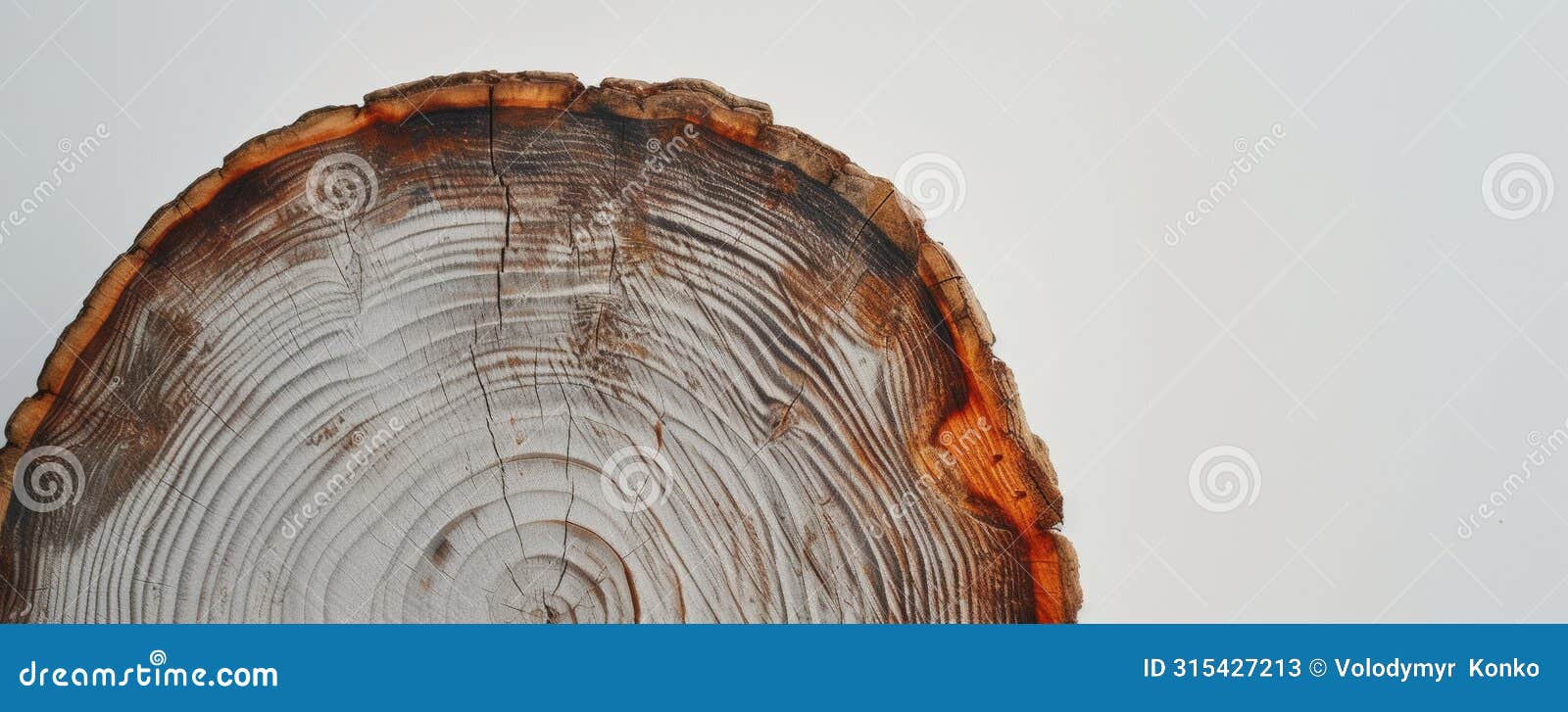 Polished Wood Cross Section with Burnt Edges Stock Image - Image of ...