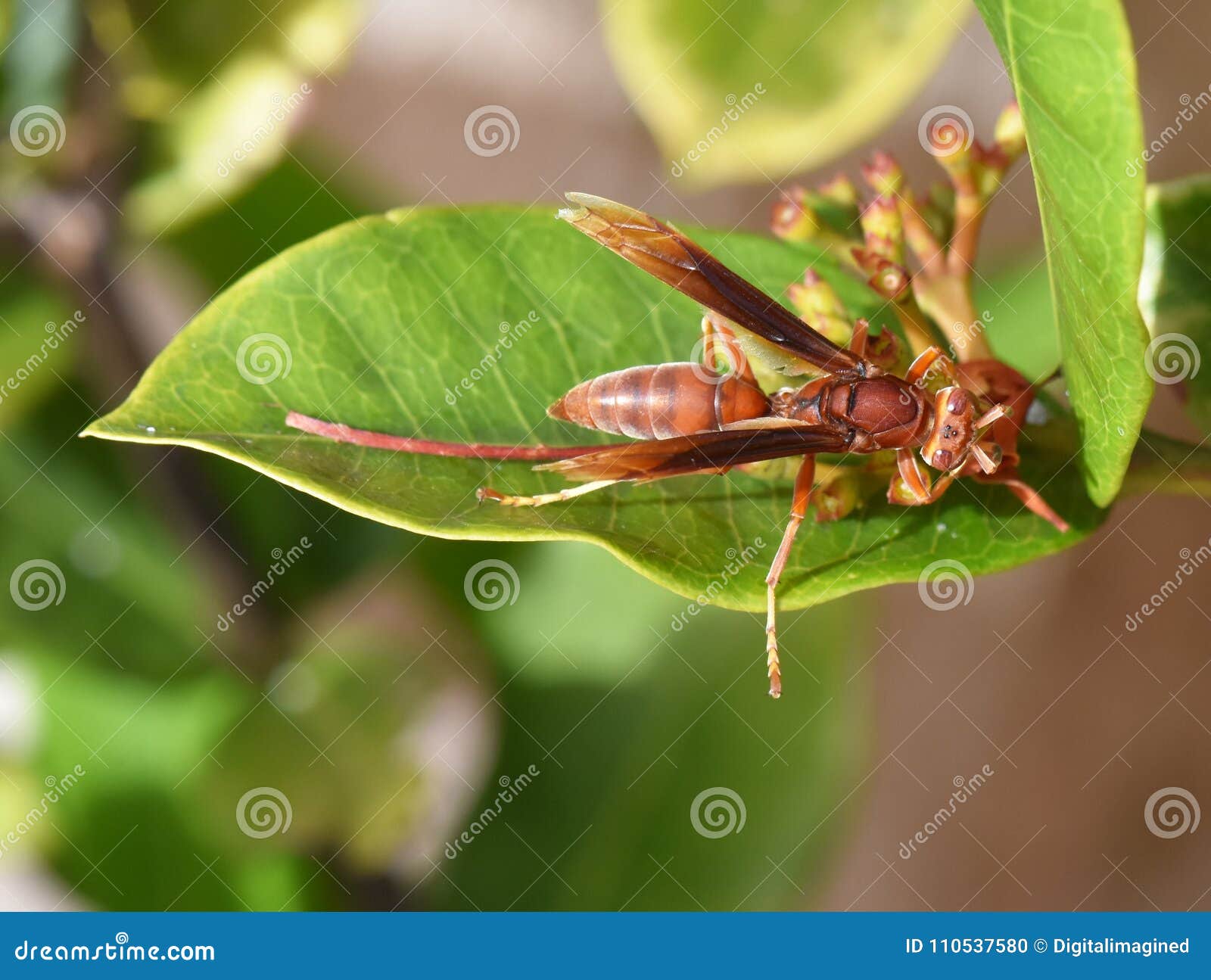 Polistes Canadensis Red Paper Wasp Stock Photo - Image of canadensis ...