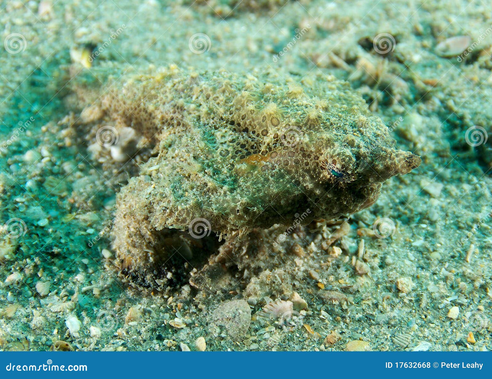 Polka Dot Batfish stock photo. Image of tropical, ichthyology - 17632668