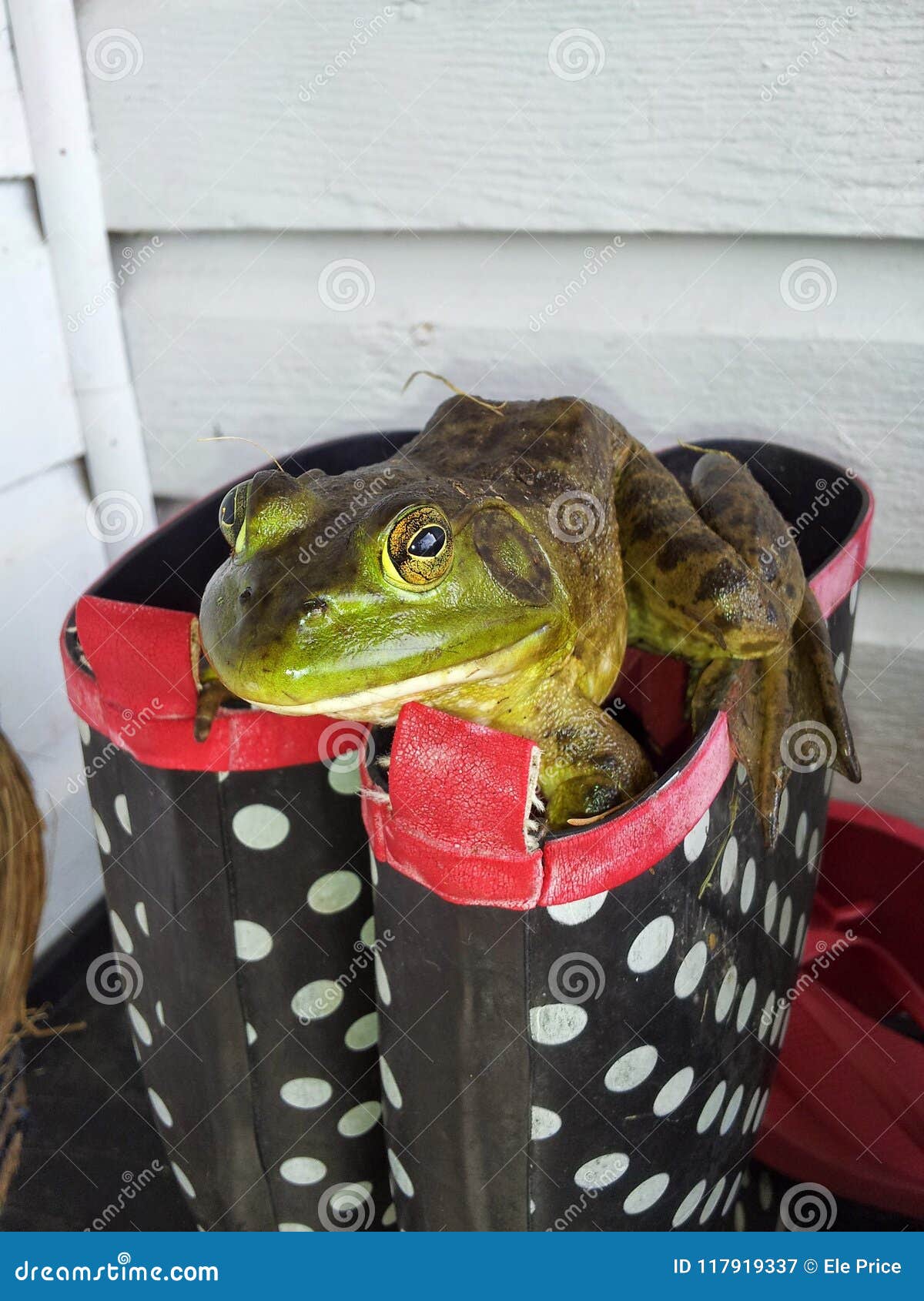 Polka dot boots and a toad stock image. Image of polka - 117919337