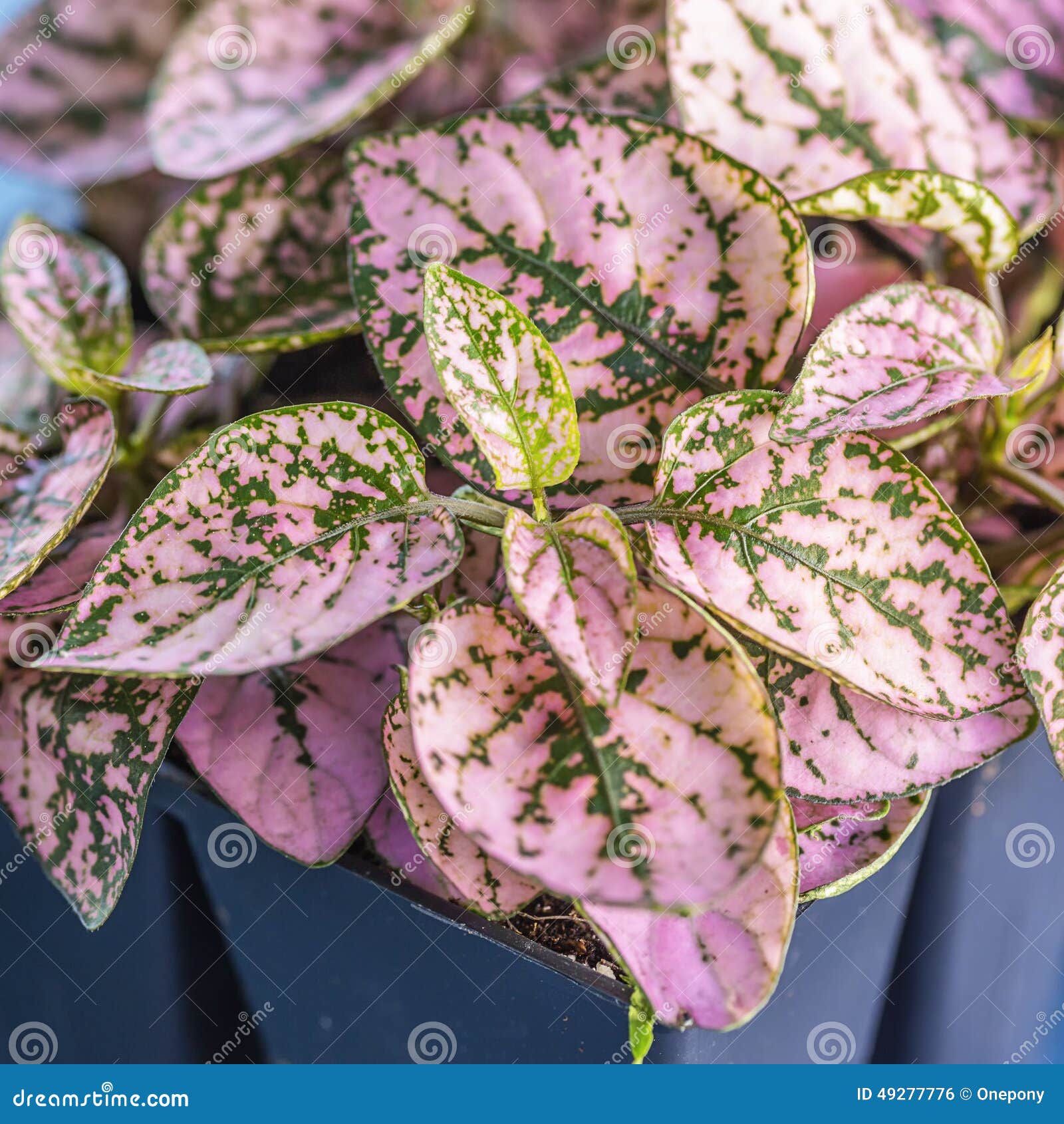 Polka Dot Plant fotografia stock. Immagine di pianta - 49277776