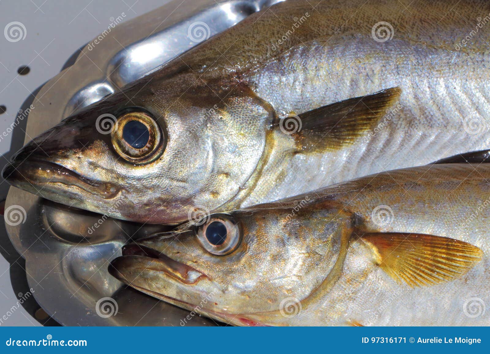 Fresh Pollacks Stock Photos - Free & Royalty-Free Stock Photos from ...