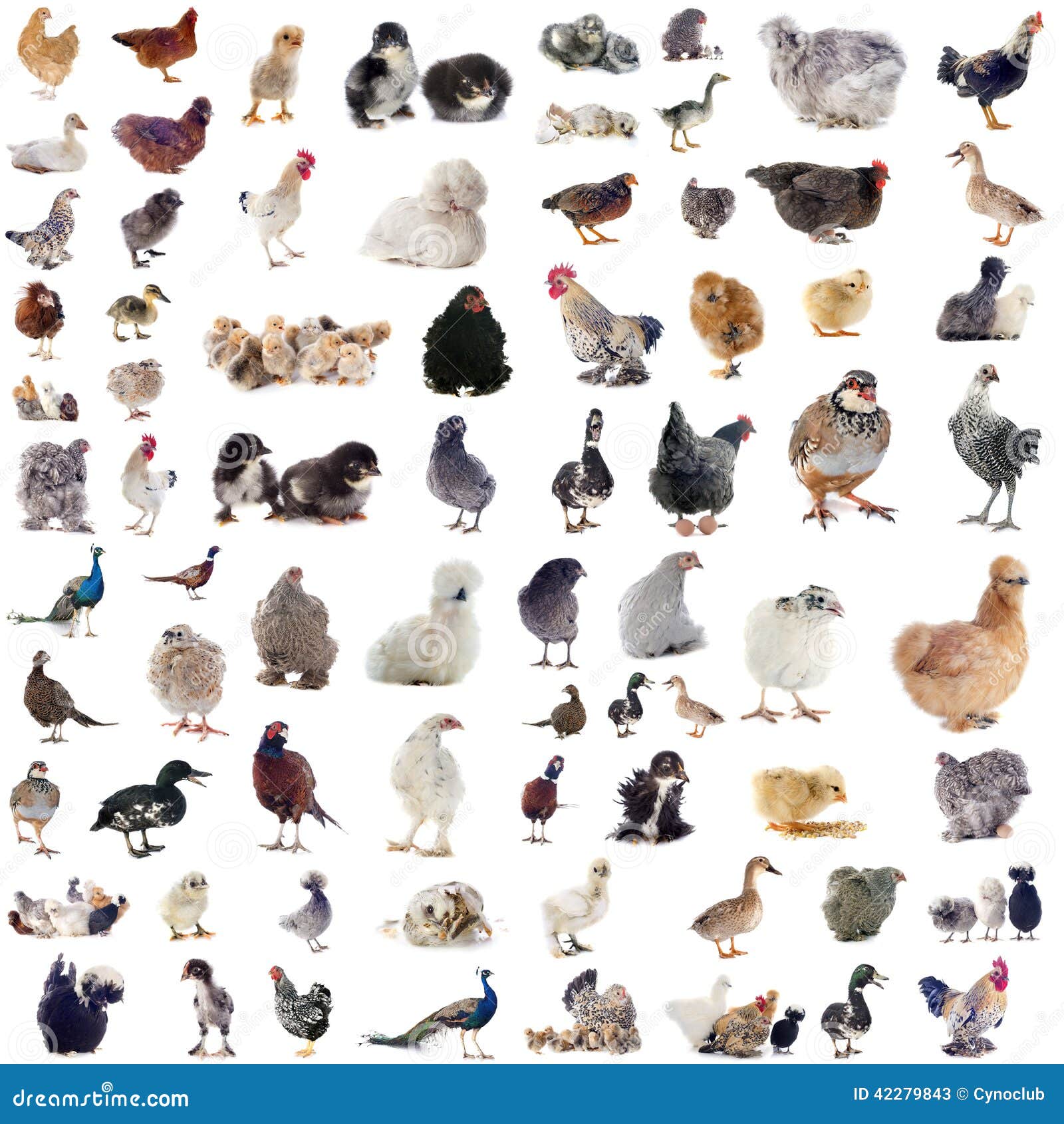 Pollame immagine stock. Immagine di lanuginoso, uccello - 42279843