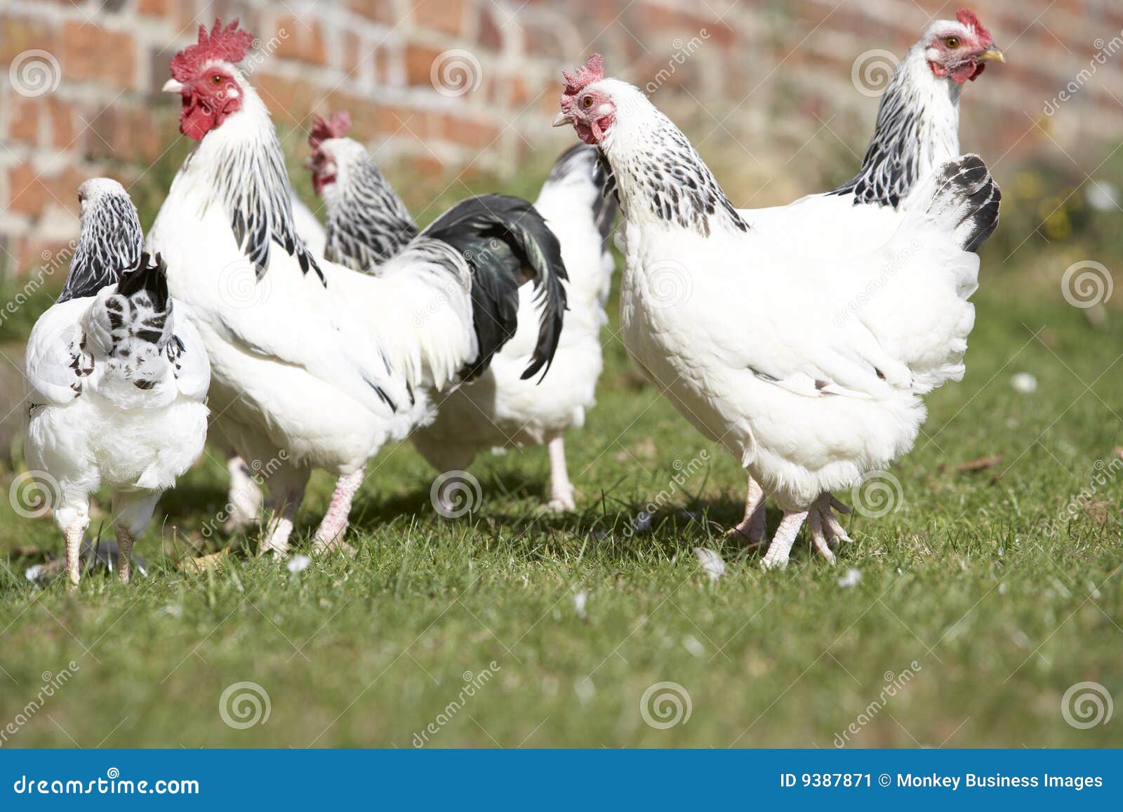 Pollame da cortile immagine stock. Immagine di orizzontale - 9387871