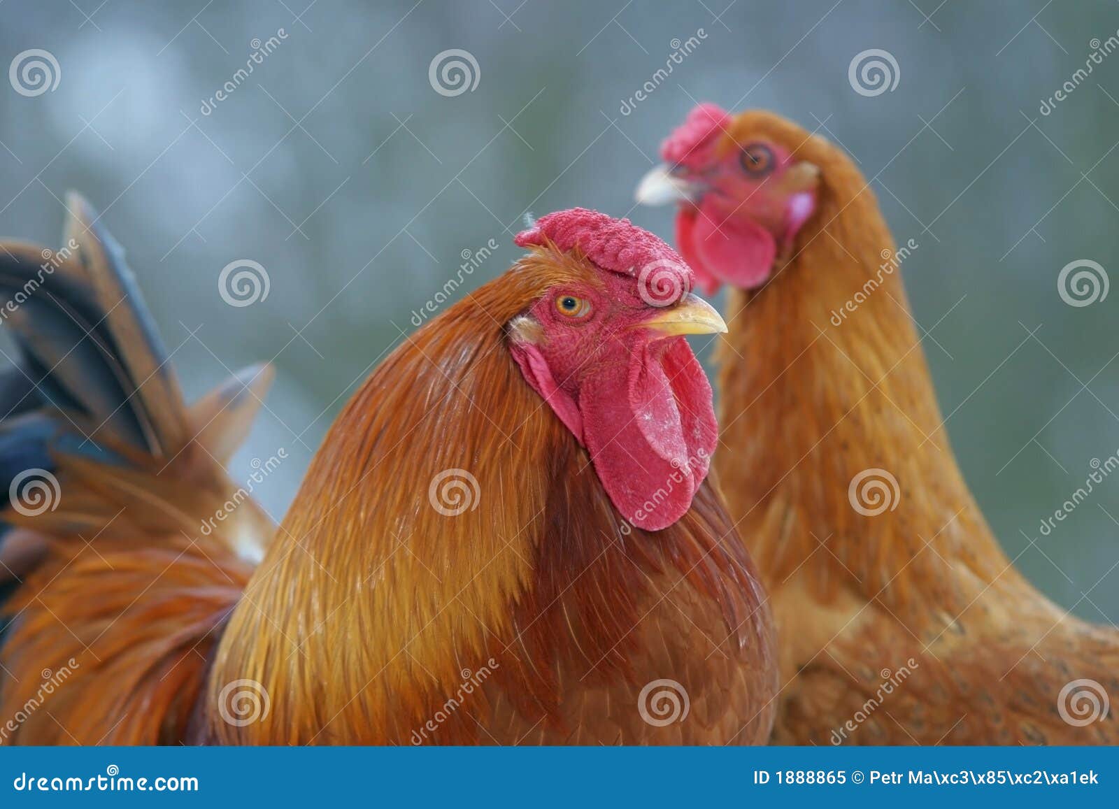 Pollame, gallina e gallo immagine stock. Immagine di becco - 1888865