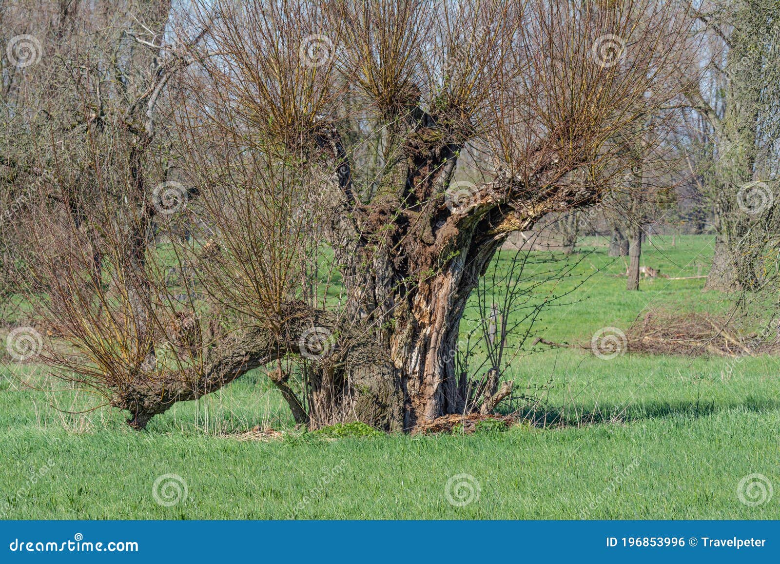 Common Osier Or Basket Willow Trees Salix Salix Viminalis Near The Wine ...