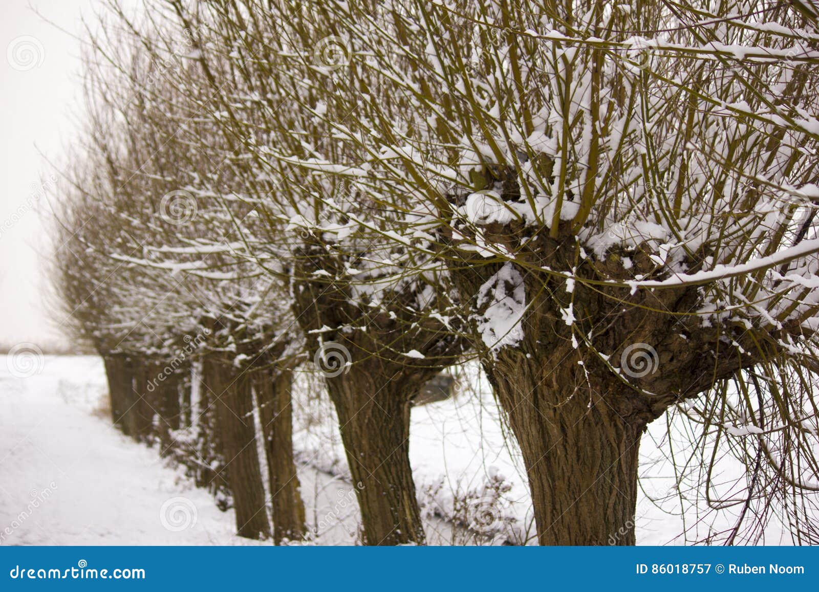 Pollard willow stock image. Image of krimpenerwaard, landscape - 86018757