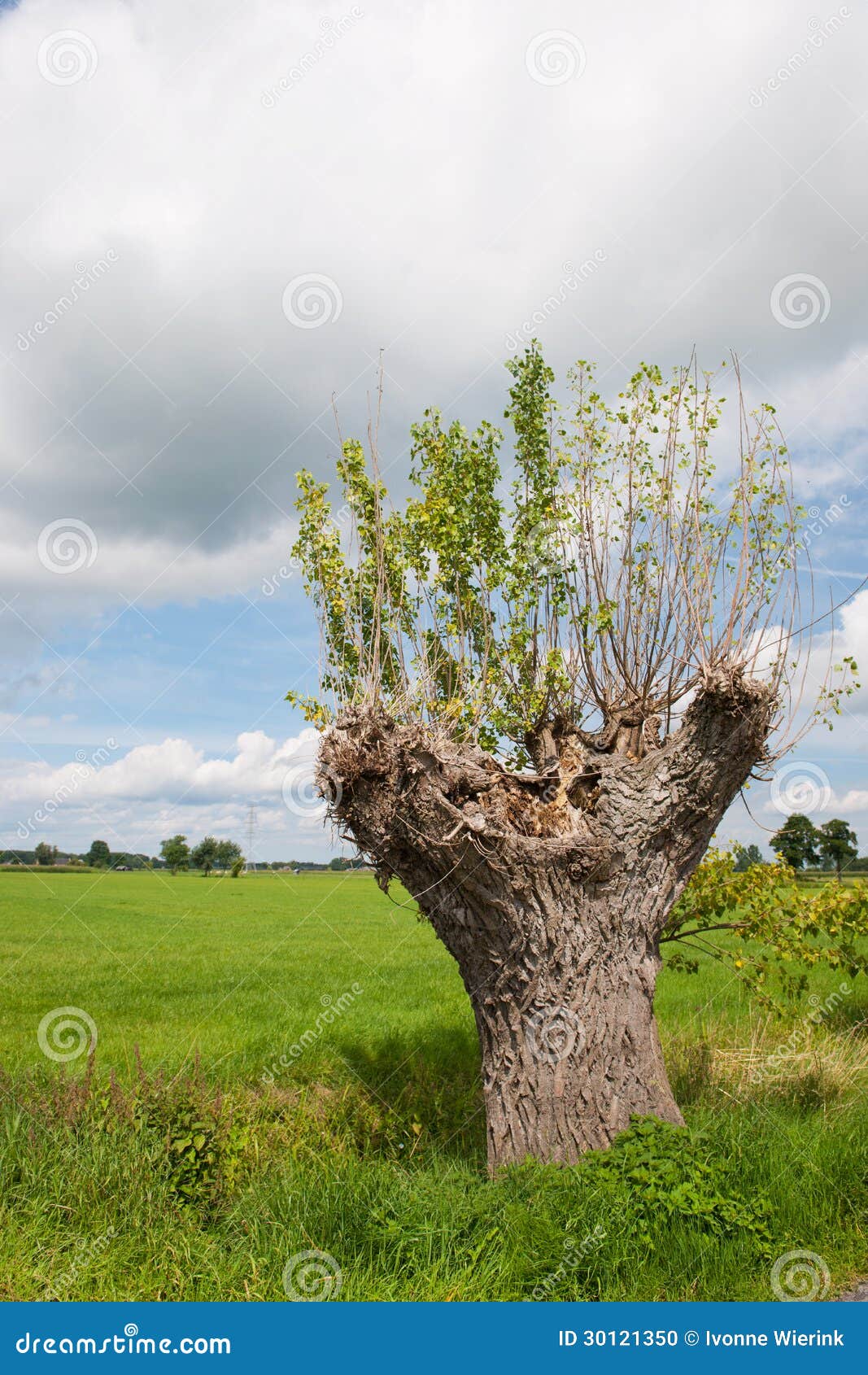 Pollard willow stock photo. Image of holland, landscape - 30121350