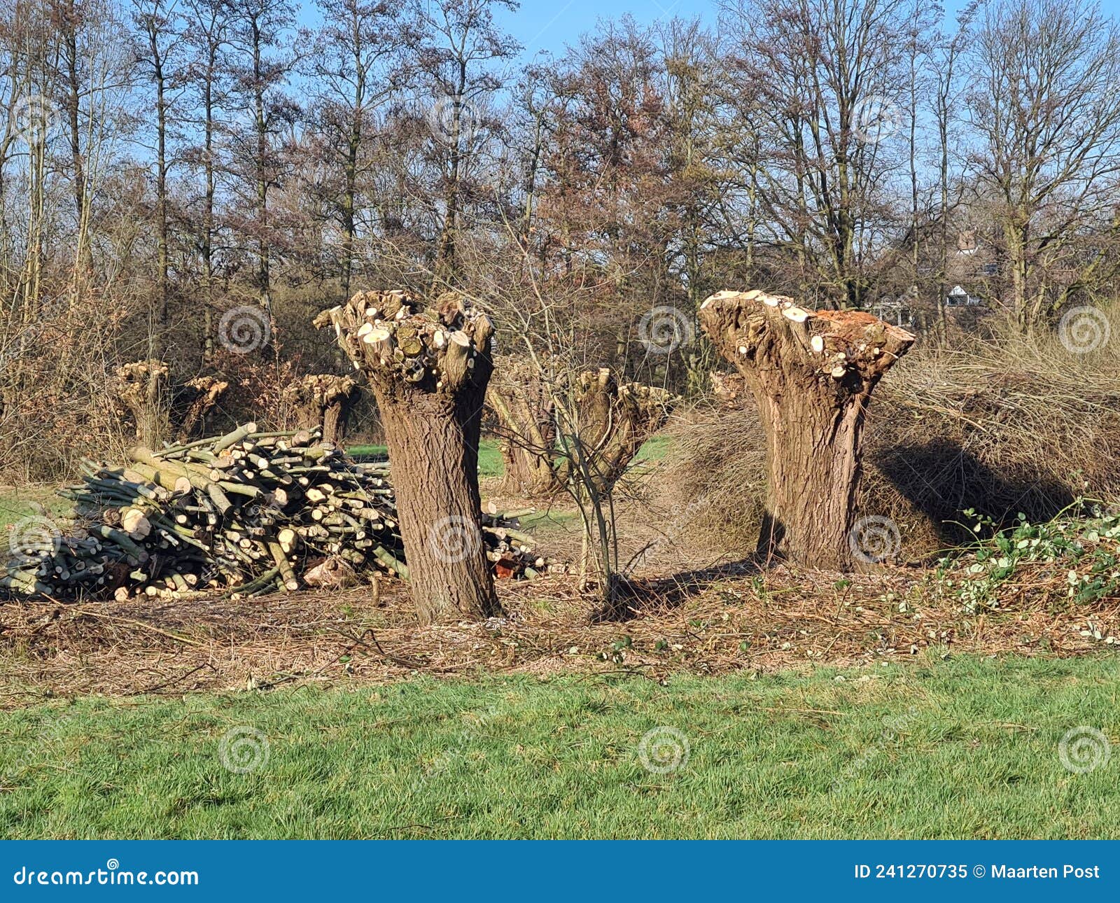 Pollard Willows Just Being Cut Stock Image - Image of river, animal ...