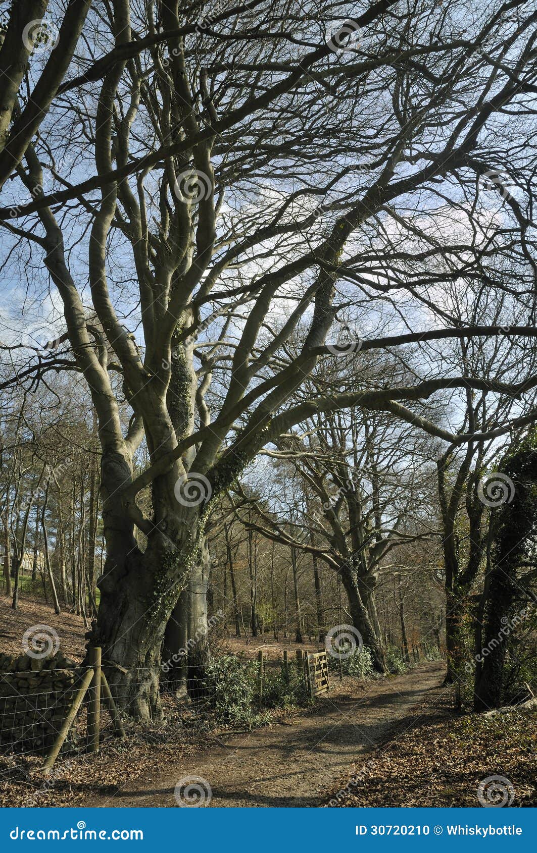 Pollarded Beech Trees stock photo. Image of boundry, forest - 30720210