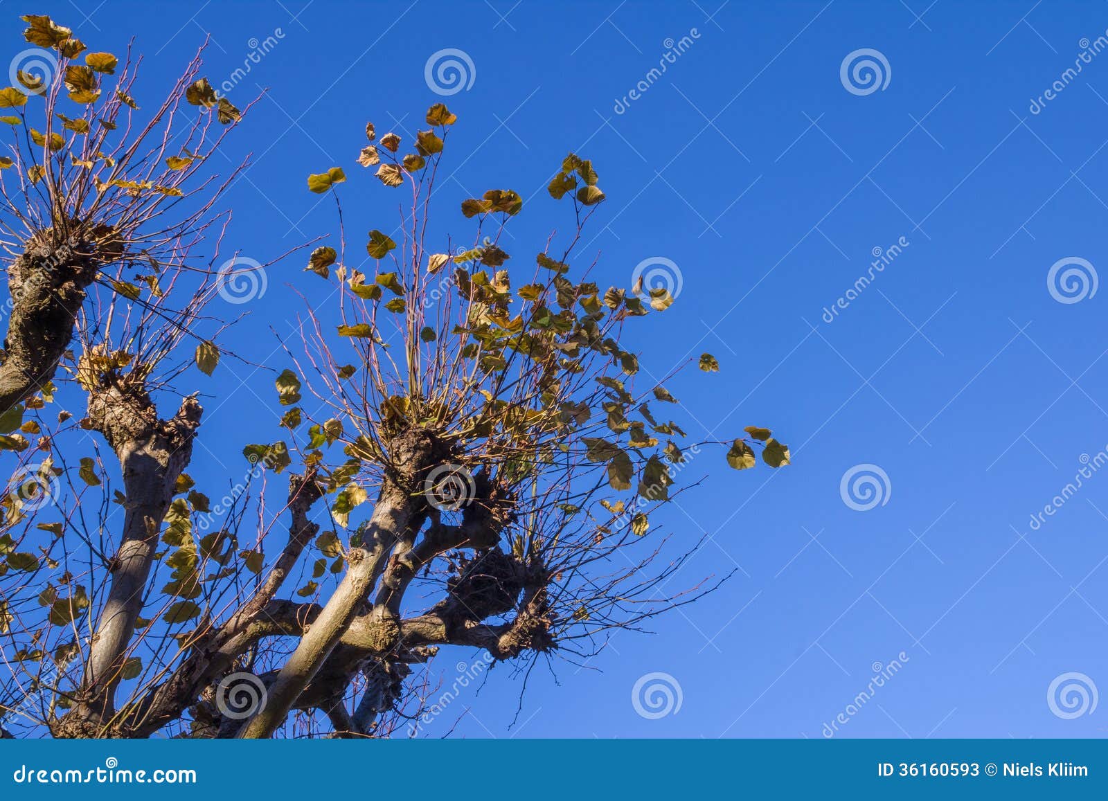 Pollarded poplar stock image. Image of trees, environment - 36160593