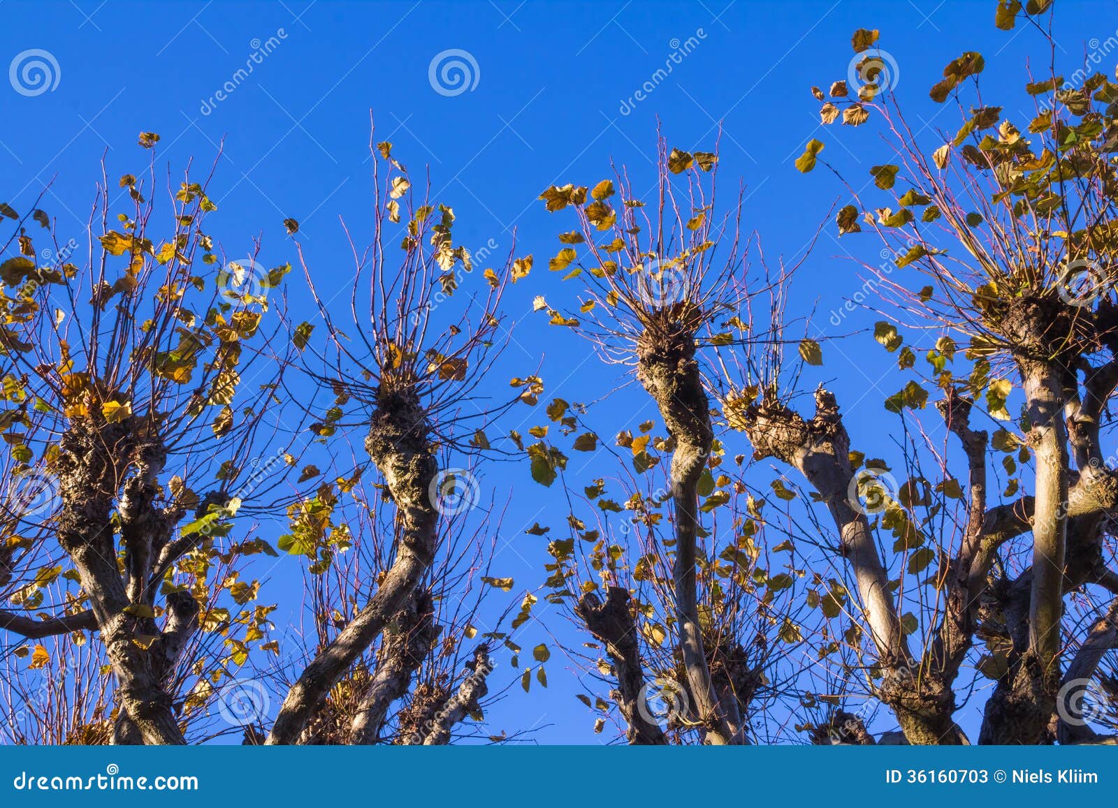 Pollarded poplars stock image. Image of autumn, outdoors - 36160703