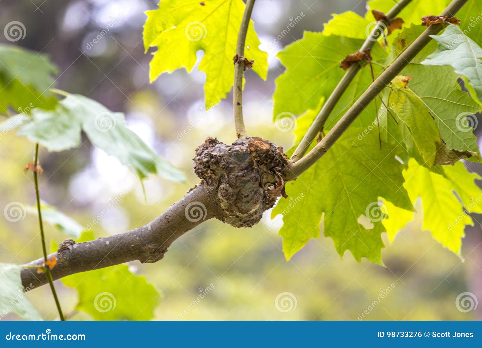 Pollarding stock photo. Image of plant, plane, pollarding - 98733276