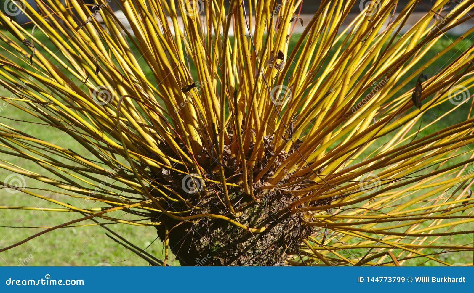 Pollarding, a Traditional Way of Pruning Willow Trees Stock Image ...