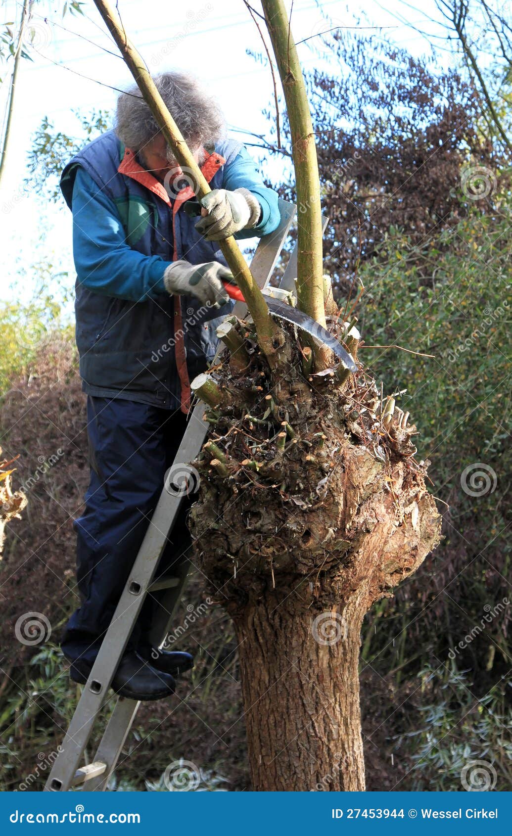 Pollarding of Willows in Autumns Stock Photo - Image of busy, move ...