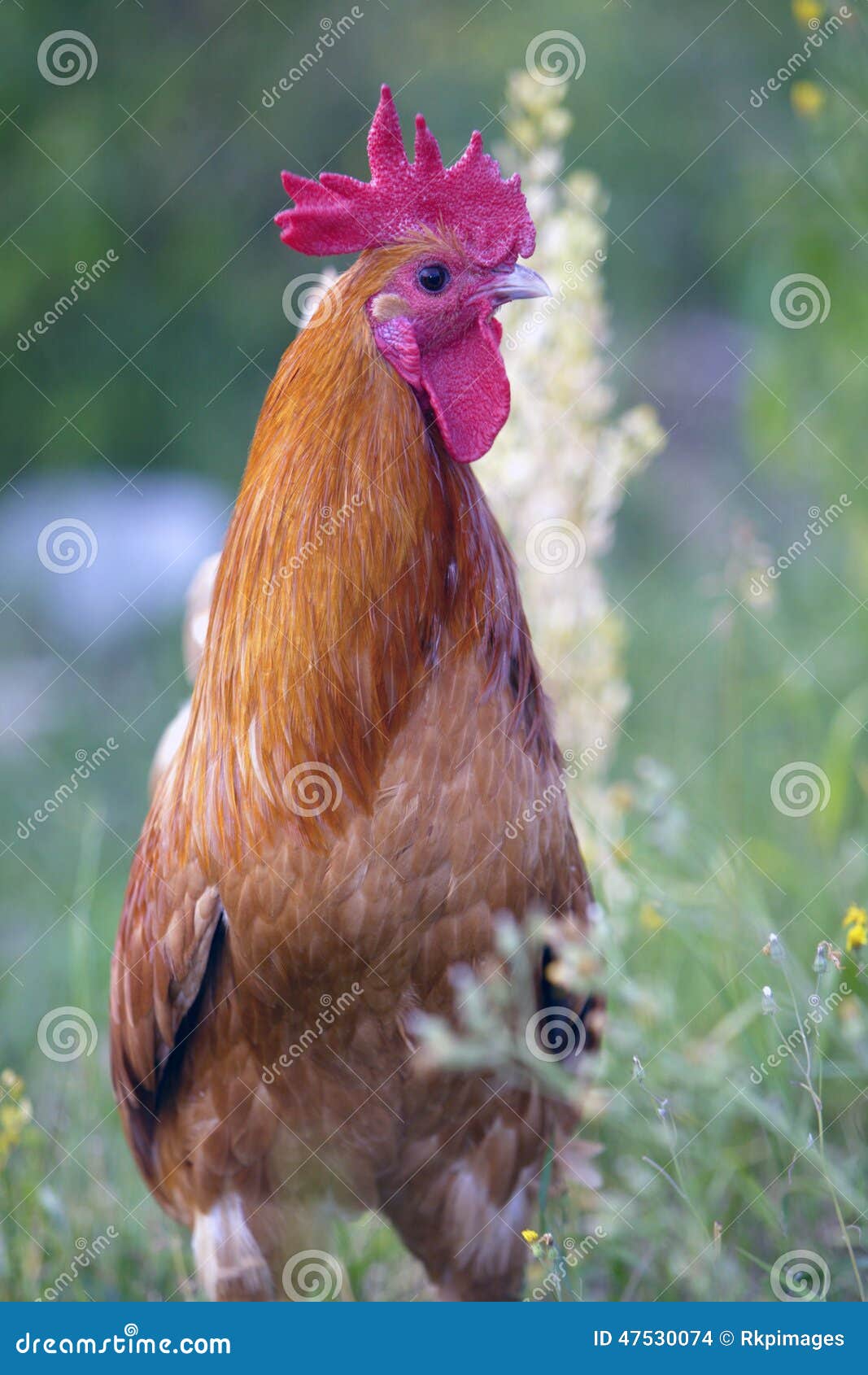 Pollastro fotografia stock. Immagine di gamma, uccelli - 47530074