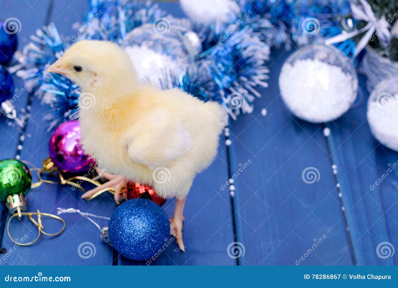 Pollastro, Piccolo Pulcino Animale, Uccello, Pollame Immagine Stock ...