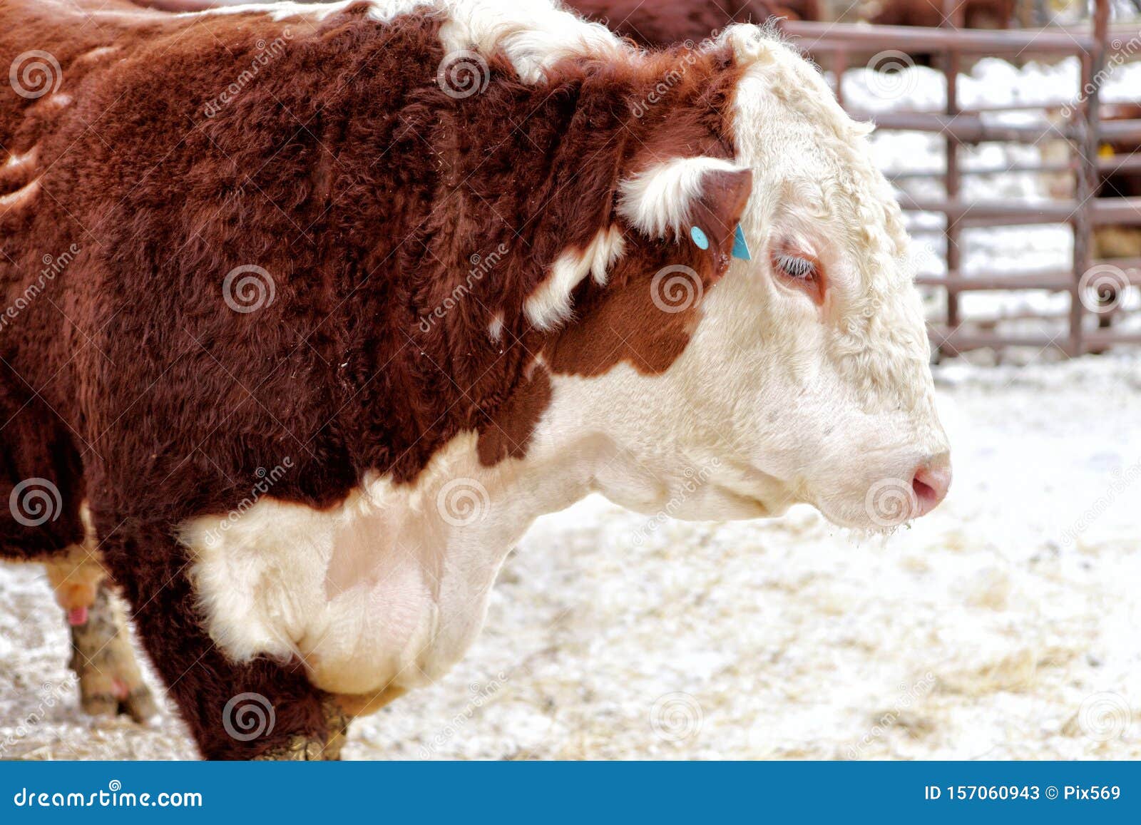 A Hereford Bull Used for Breeding Cattle Herds. Editorial Stock Photo ...