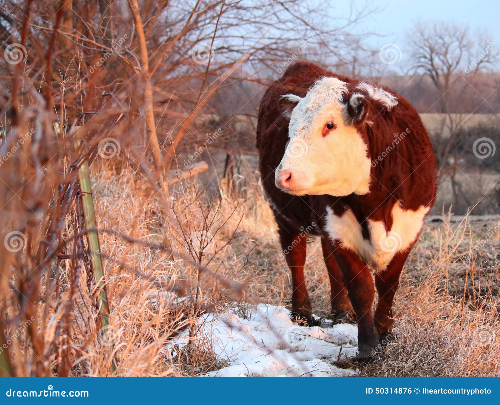 Polled Hereford Calf