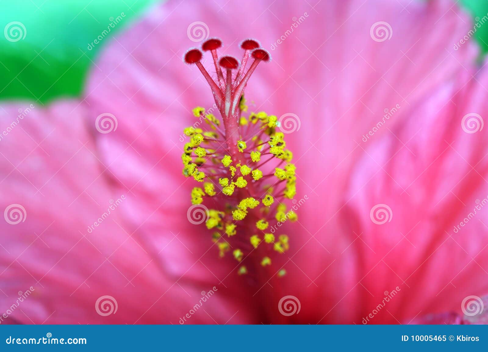 Pollen stock image. Image of beauty, flower, flowers - 10005465