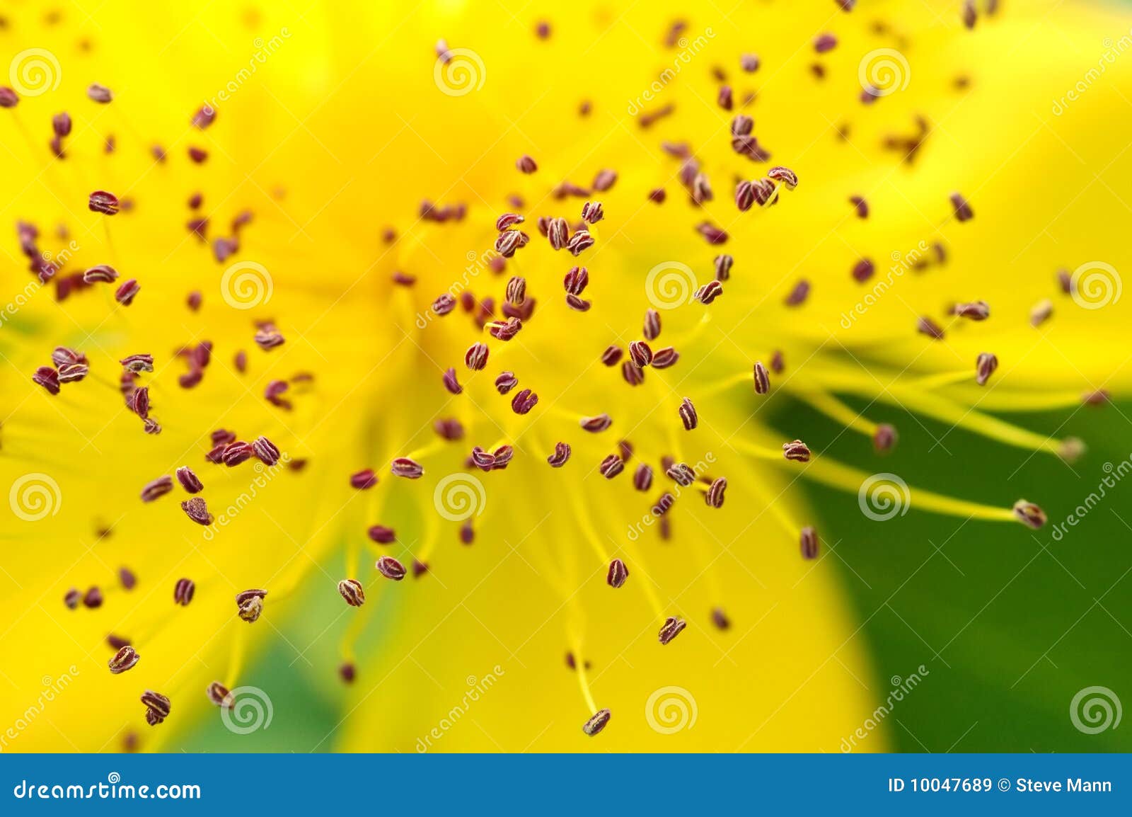 Pollen stock image. Image of yellow, summer, hayfever - 10047689